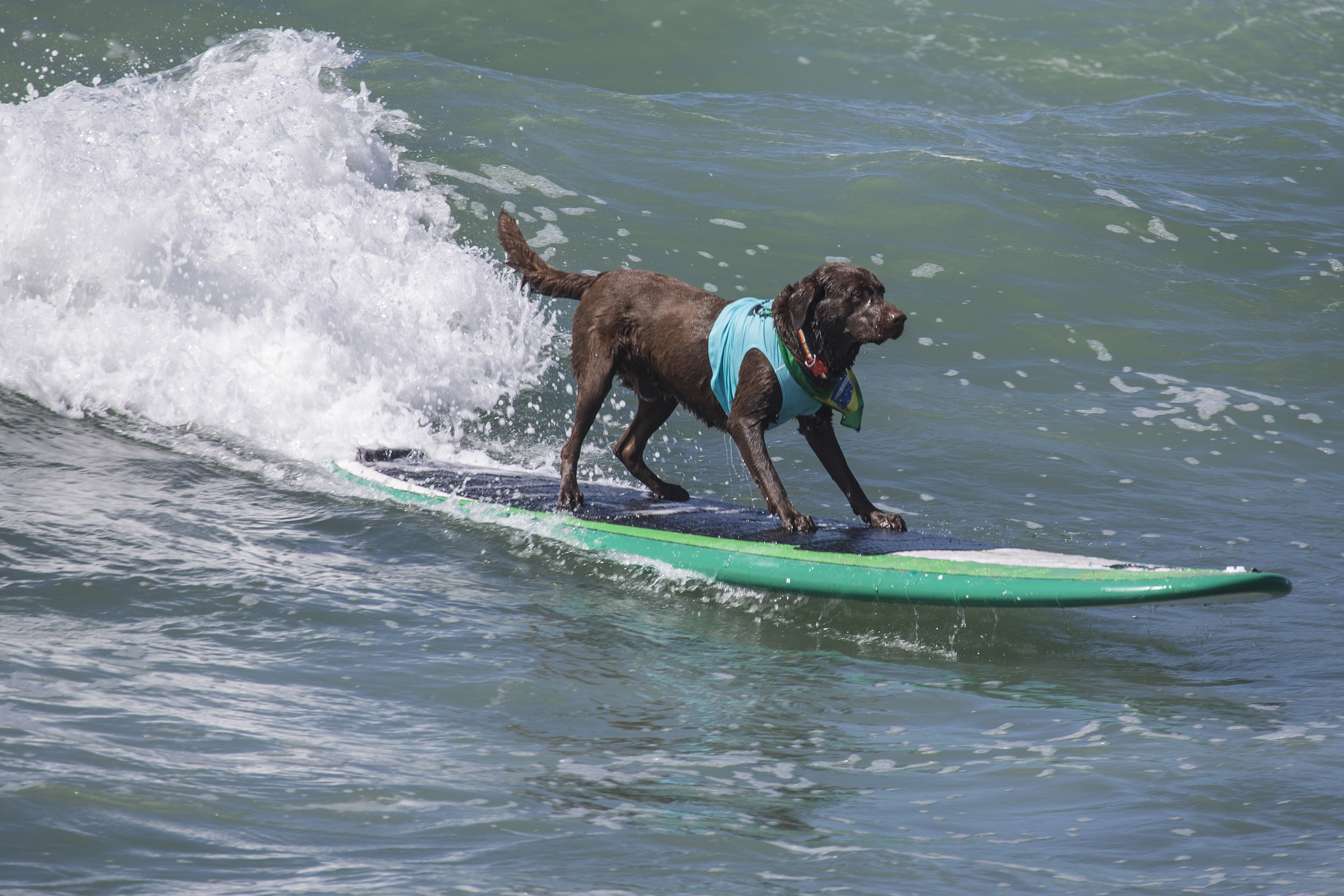 Best Dogs for Surfing
