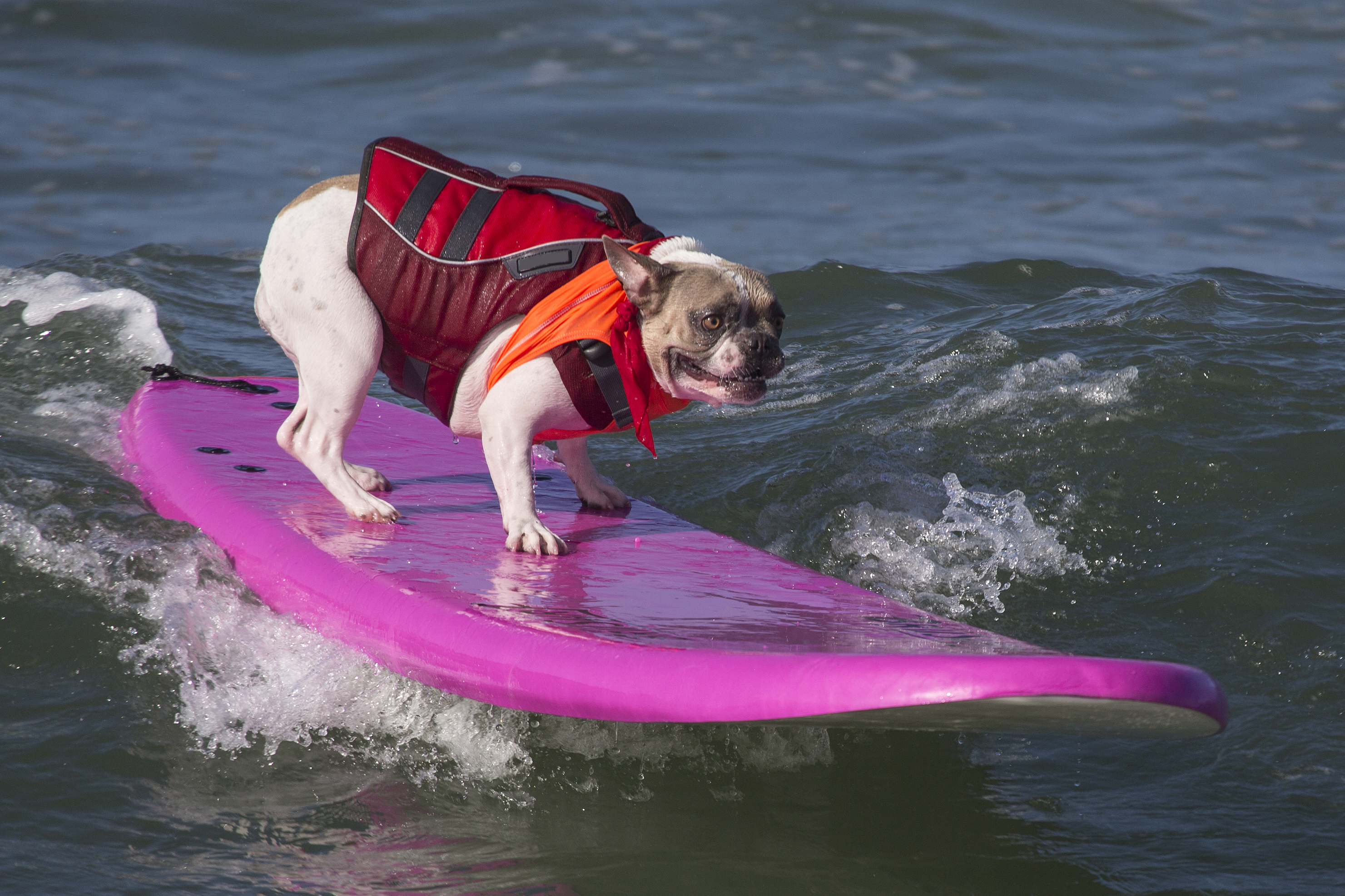 Best Dogs for Surfing