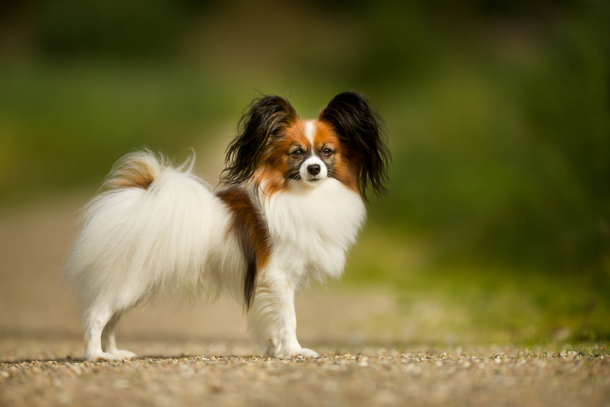 Papillon Dog Breed Information & Characteristics