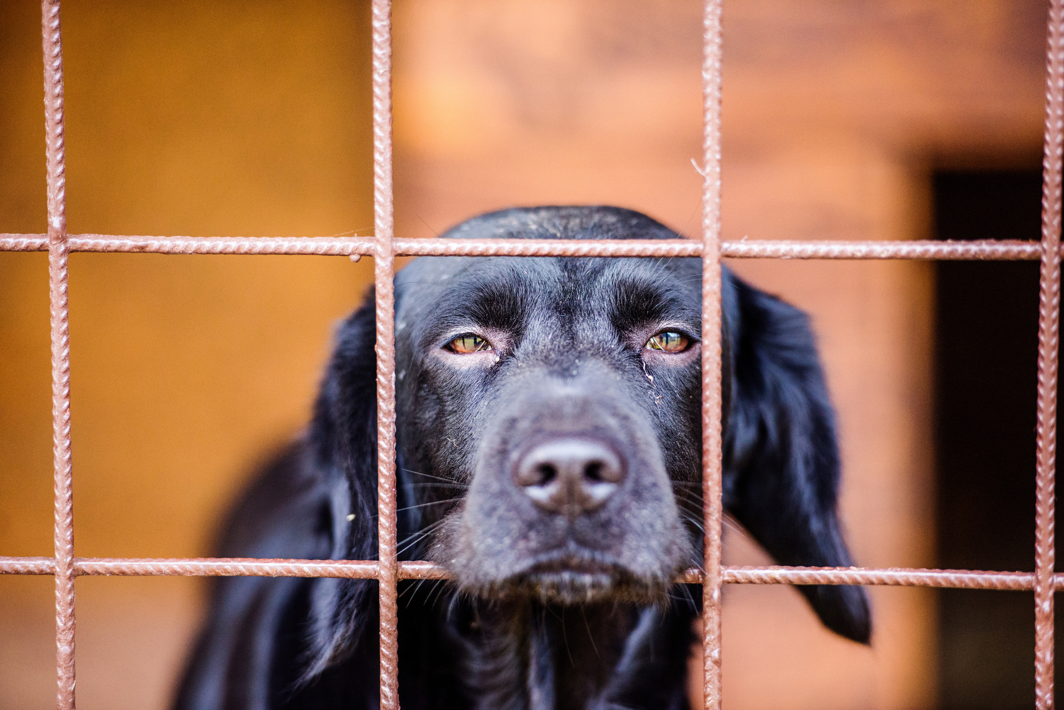 Adoption of a Pet Dog or Puppy: What You Need To Know