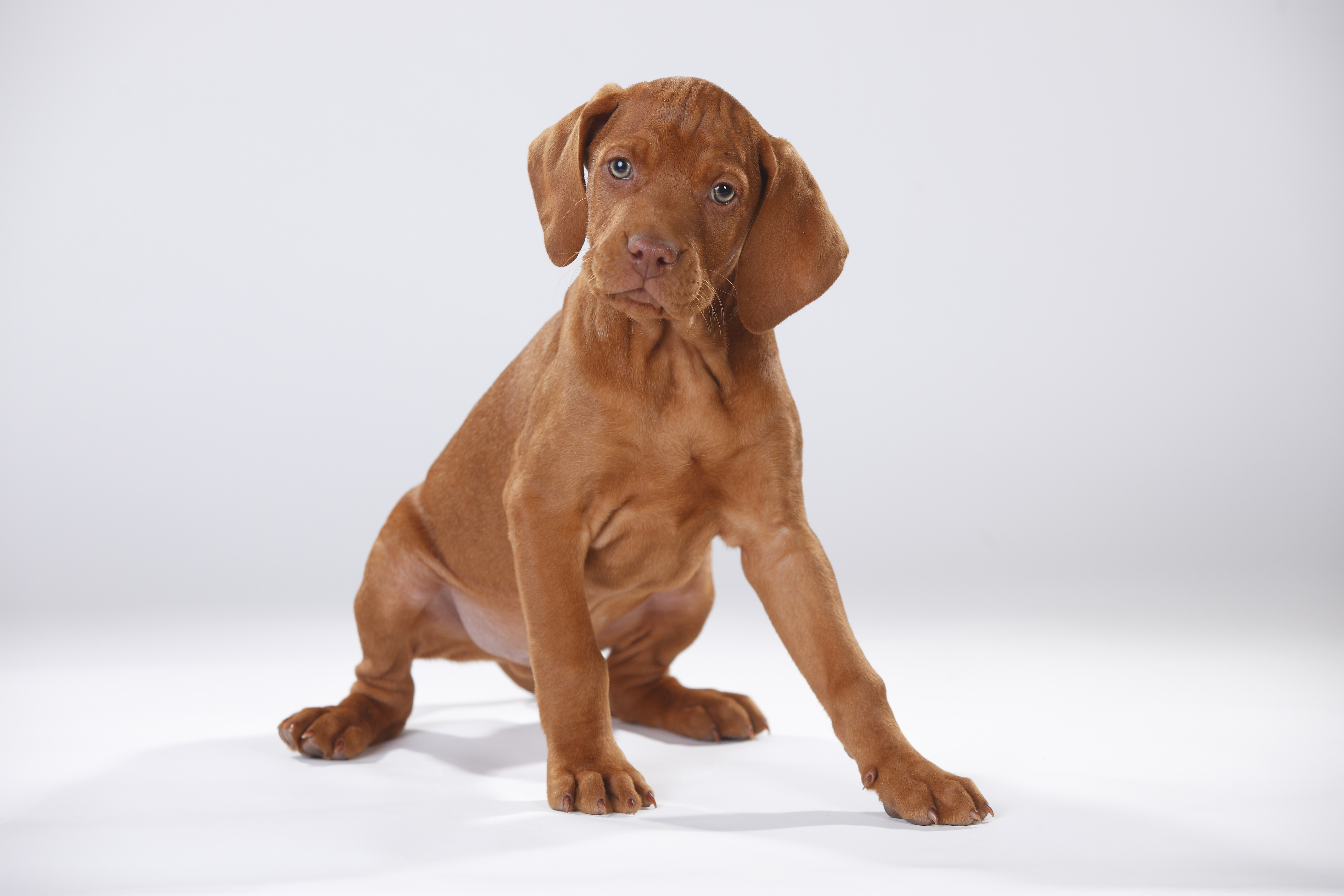 Vizsla Dog Breed Information & Characteristics