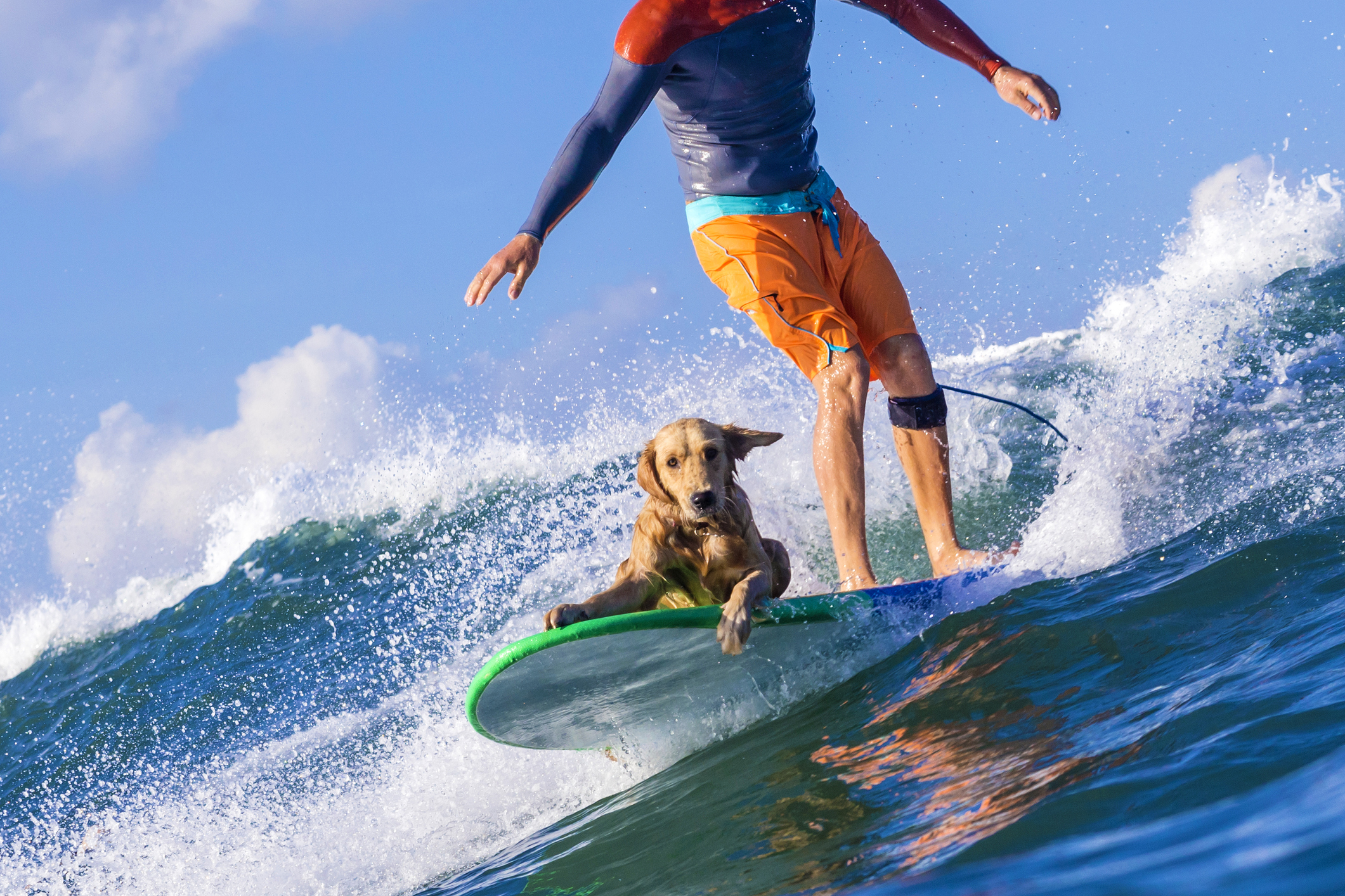 Best Dogs for Surfing