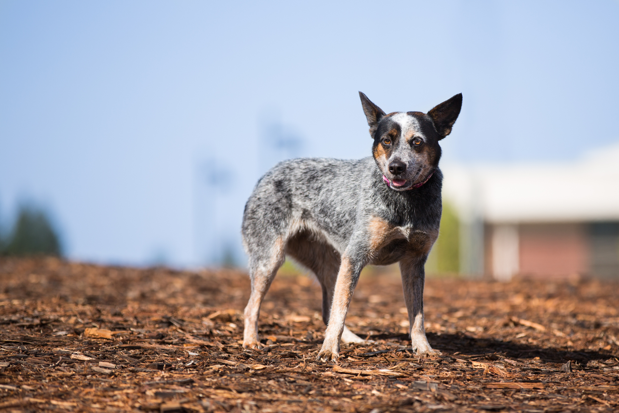 Australian Cattle Dog Breed Information & Characteristics