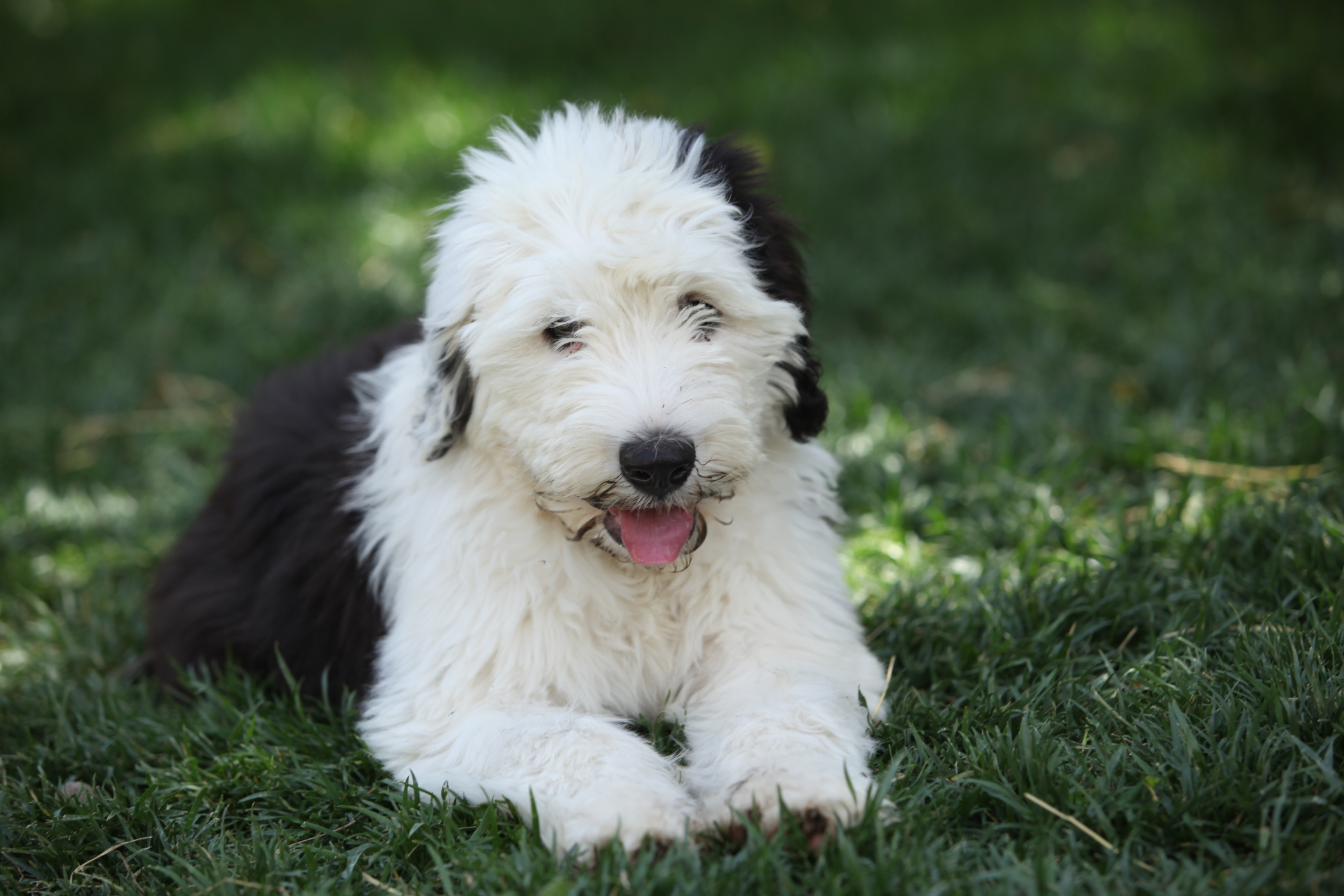 Old English Sheepdog Dog Breed Information & Characteristics