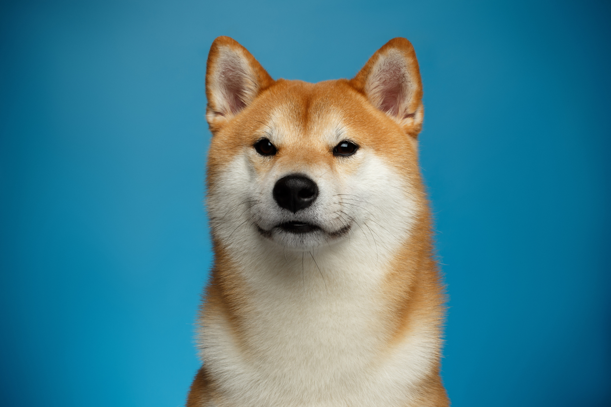 Shiba Inu Dog Breed Information & Characteristics
