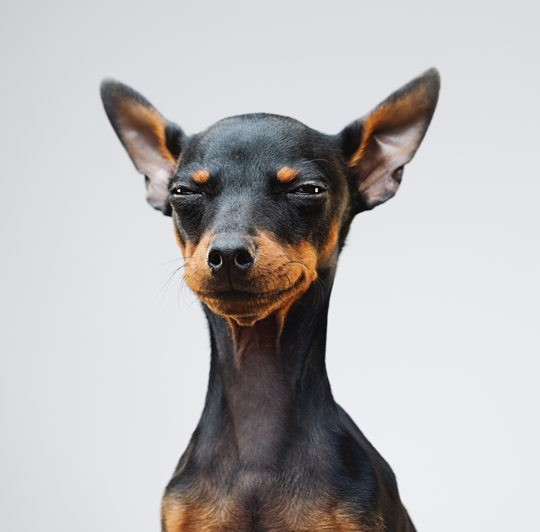 Miniature Pinscher Dog Breed Information & Characteristics