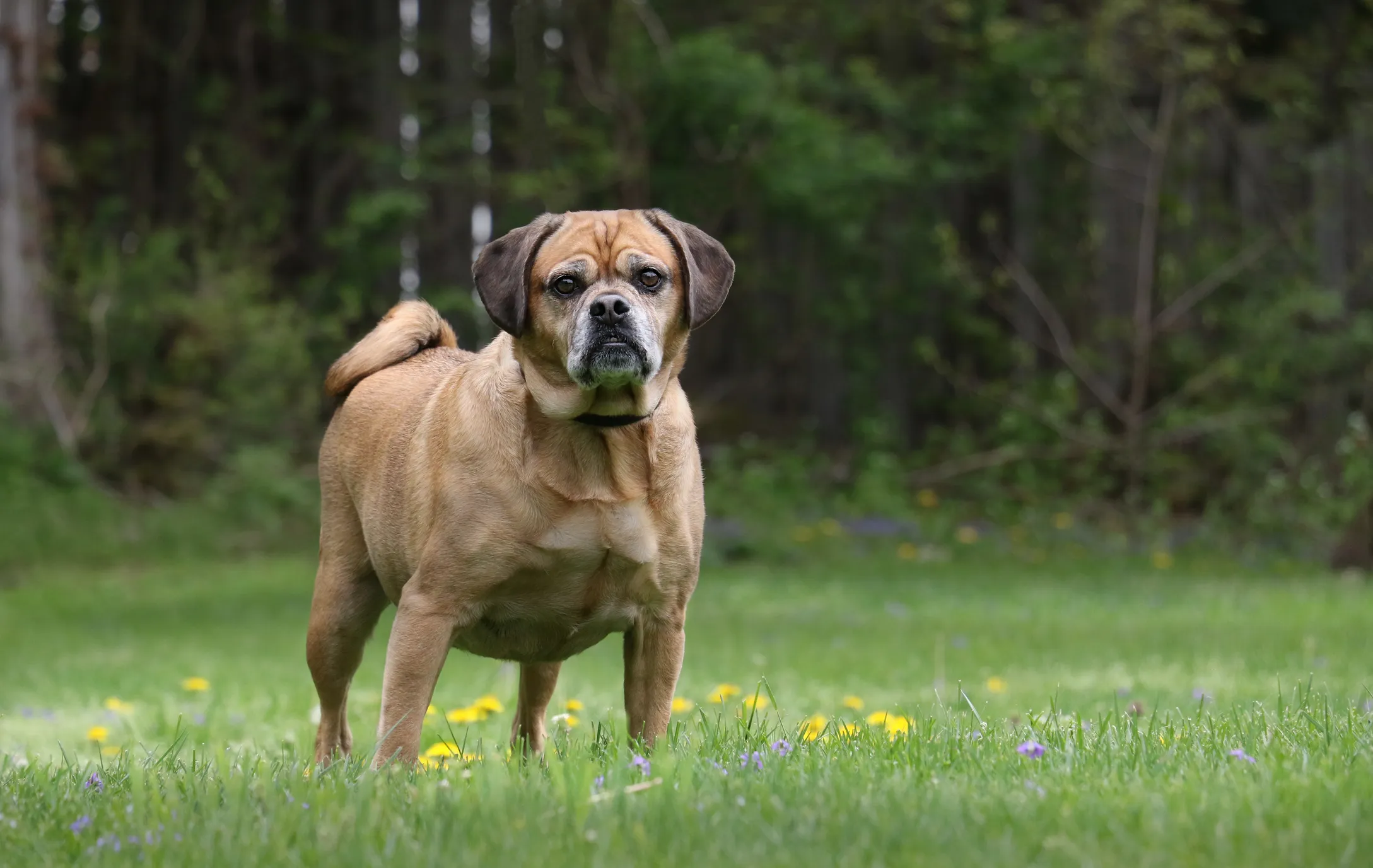 Puggle Dog Breed Information & Characteristics