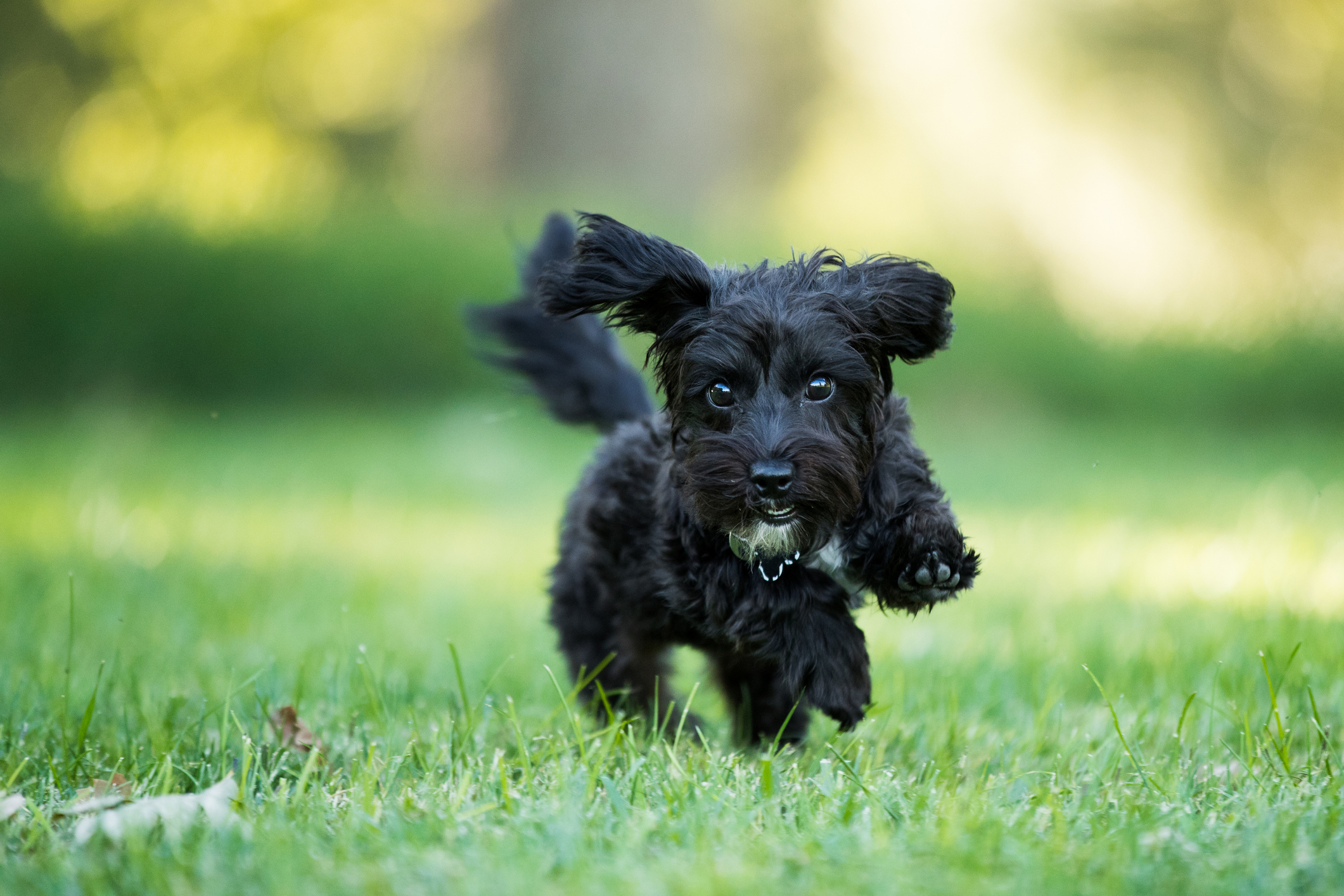 Yorkipoo Dog Breed Information & Characteristics