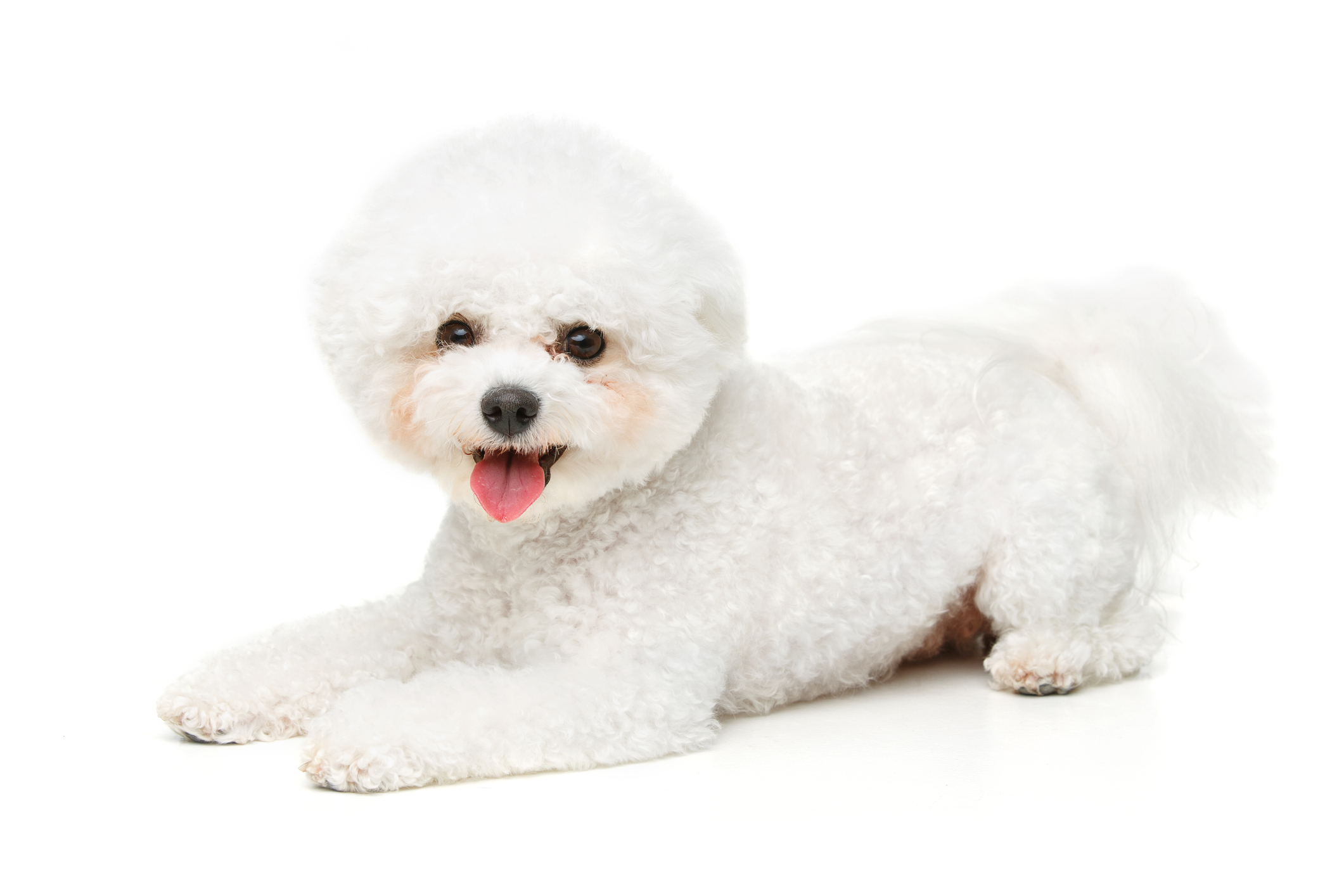 Bichon Frise Dog Breed Information & Characteristics