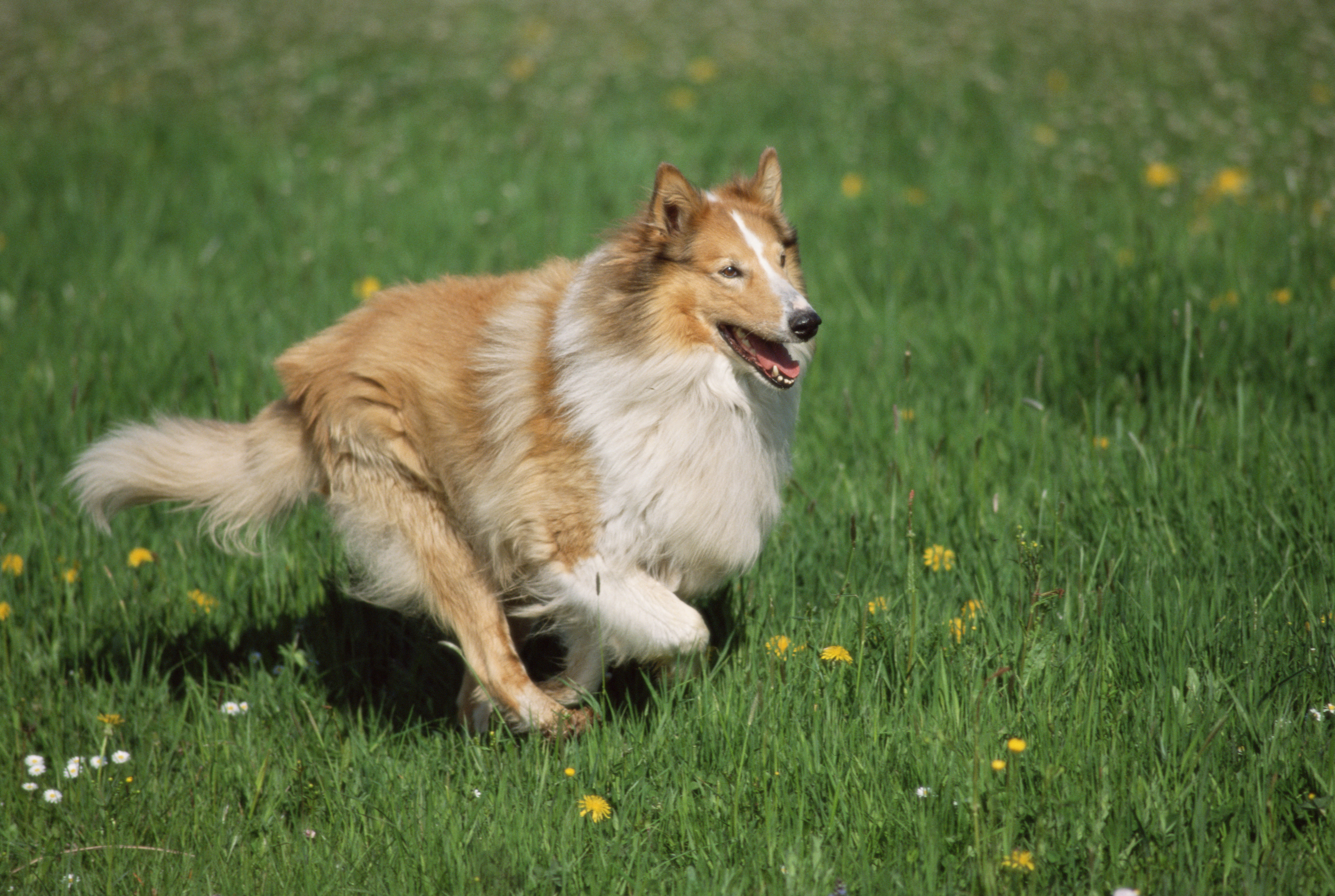Collie Dog Breed Information & Characteristics