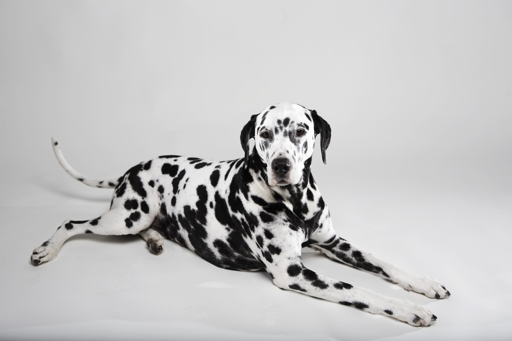 Dalmatian Dog Breed Information and Characteristics