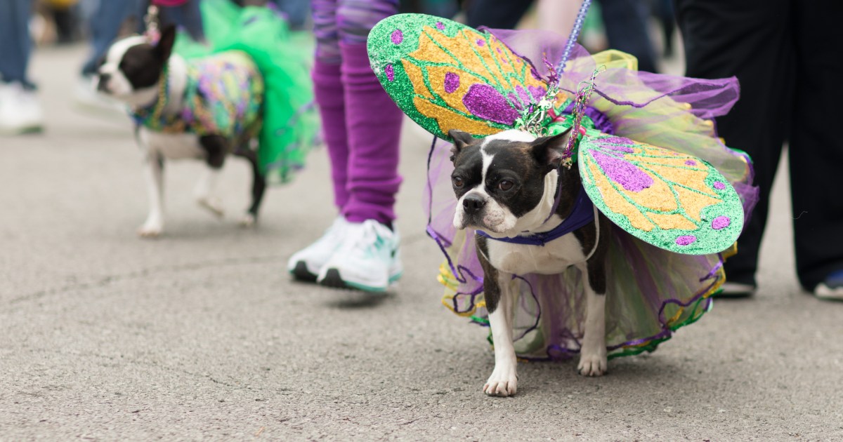 Canines in Couture Walk Runway at Northport Dog Parade