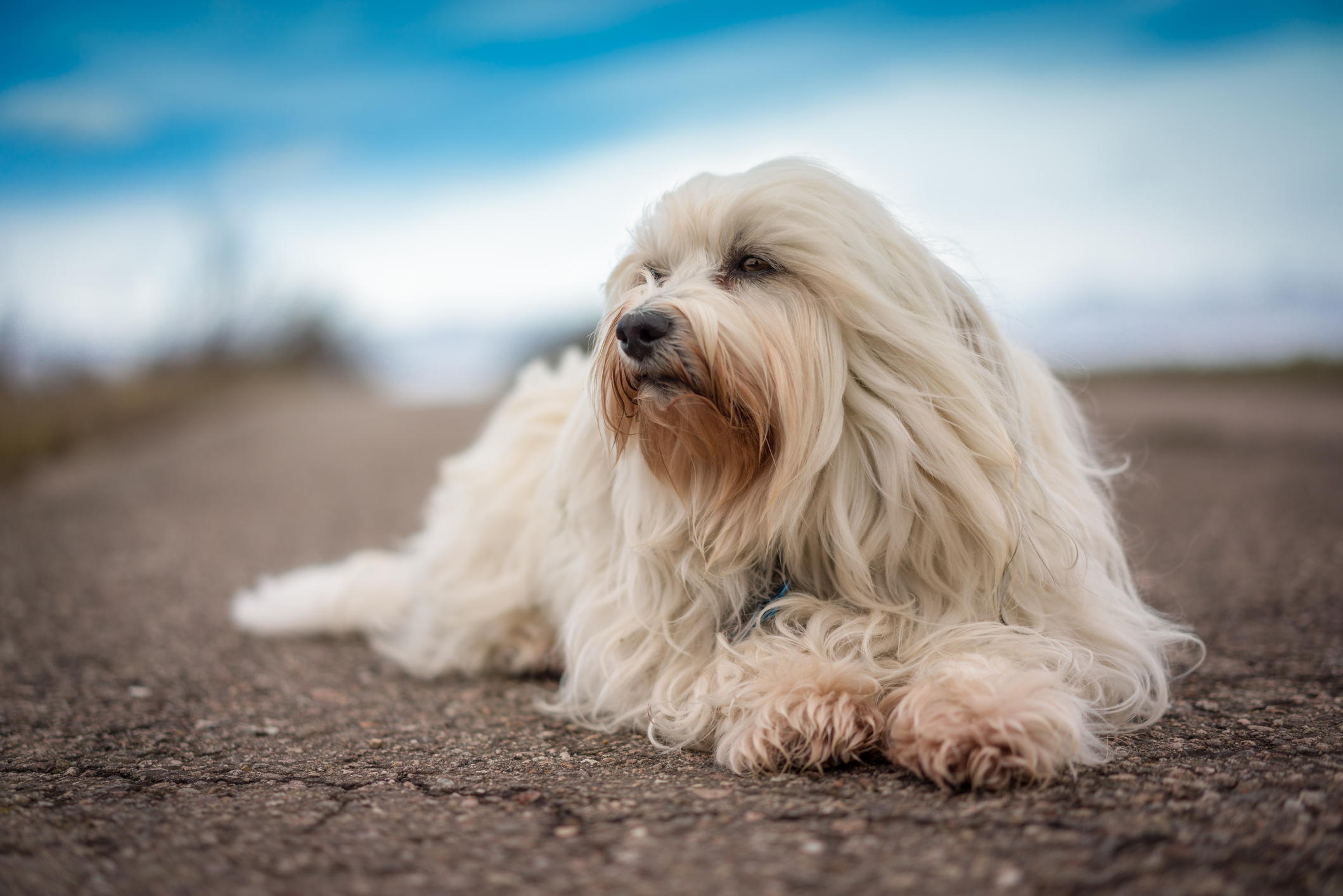 Havanese Dog Breed Information & Characteristics