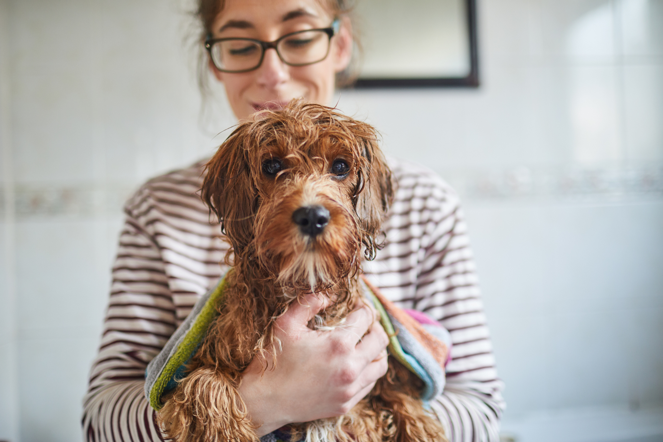 10 Common Dog Grooming Mistakes And How To Avoid Them