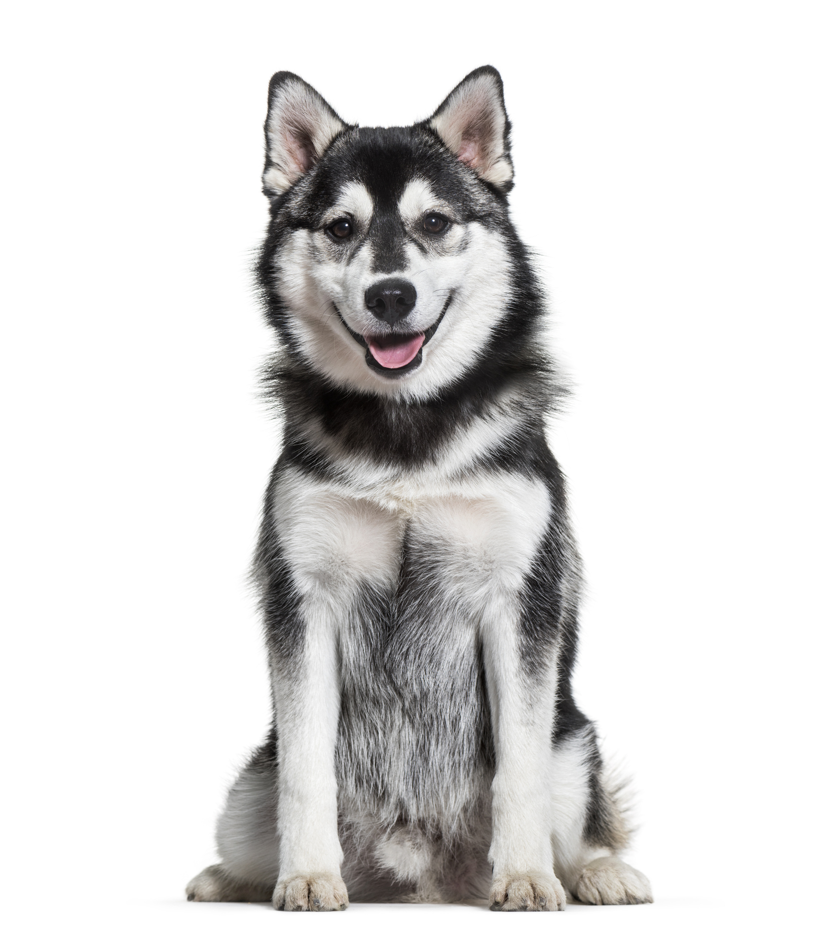 Pomsky Dog Breed Information & Characteristics