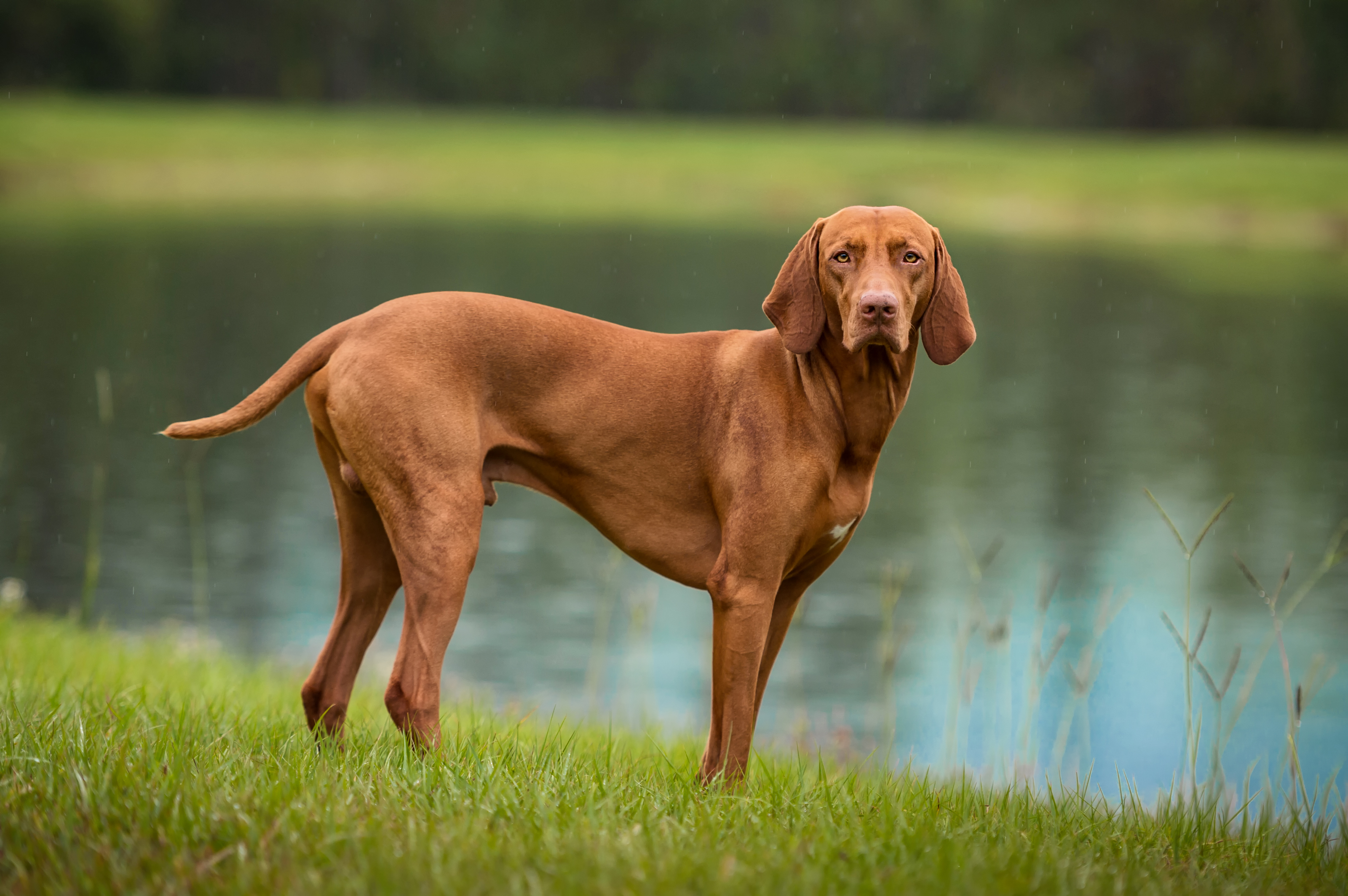 Vizsla Dog Breed Information & Characteristics
