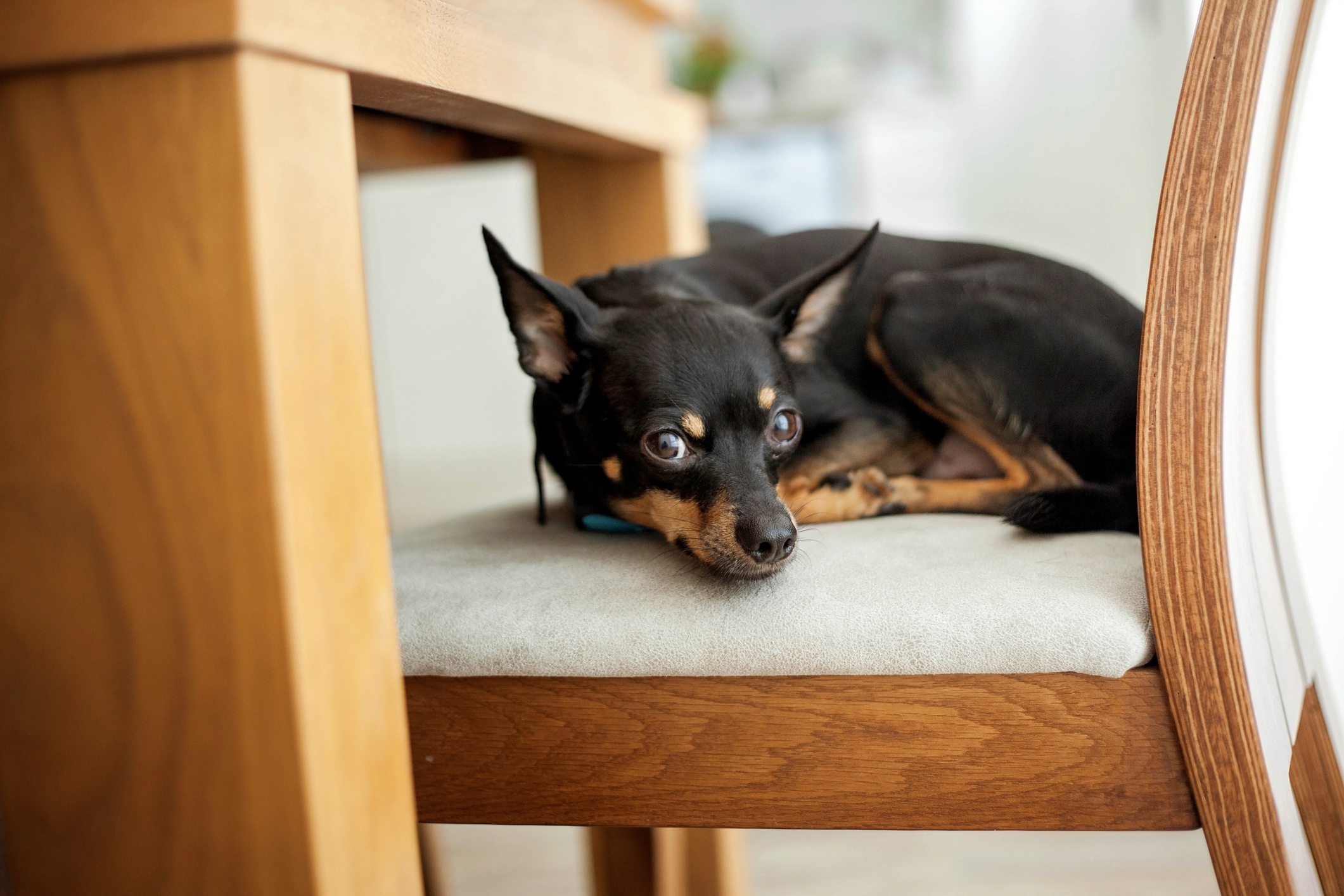 Miniature Pinscher Dog Breed Information & Characteristics