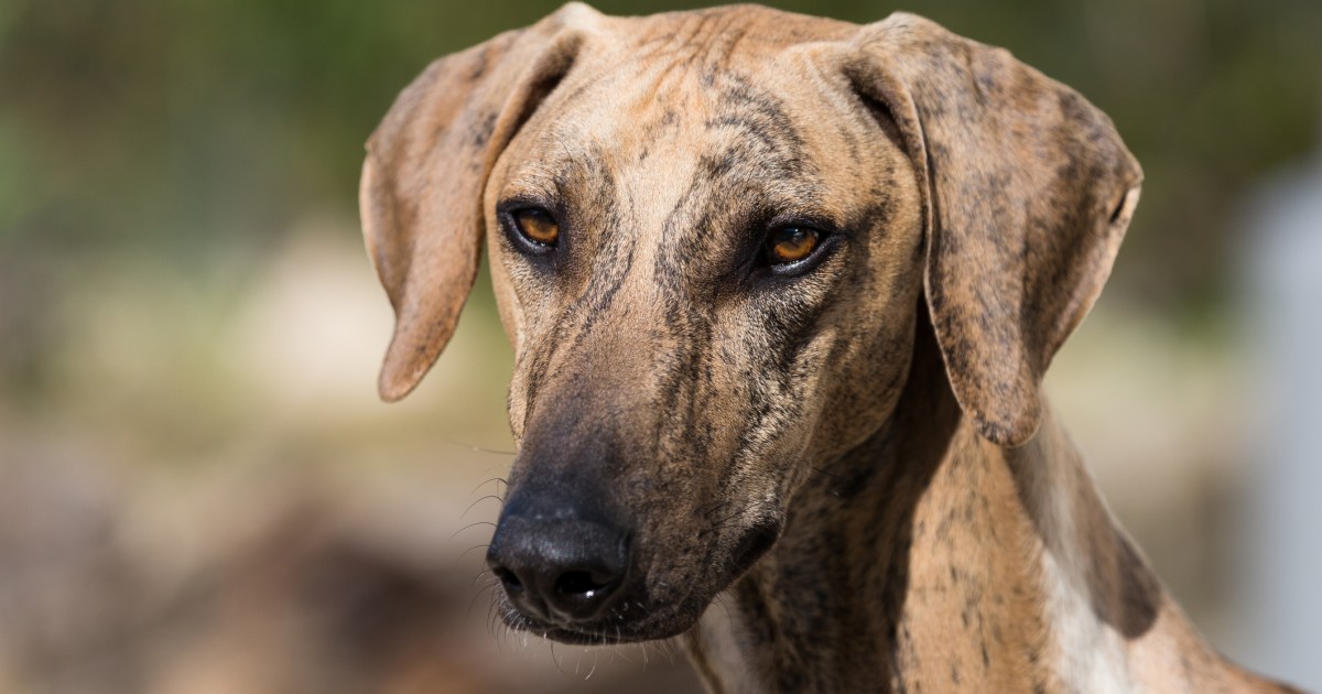 Azawakh Dog Breed Information & Characteristics