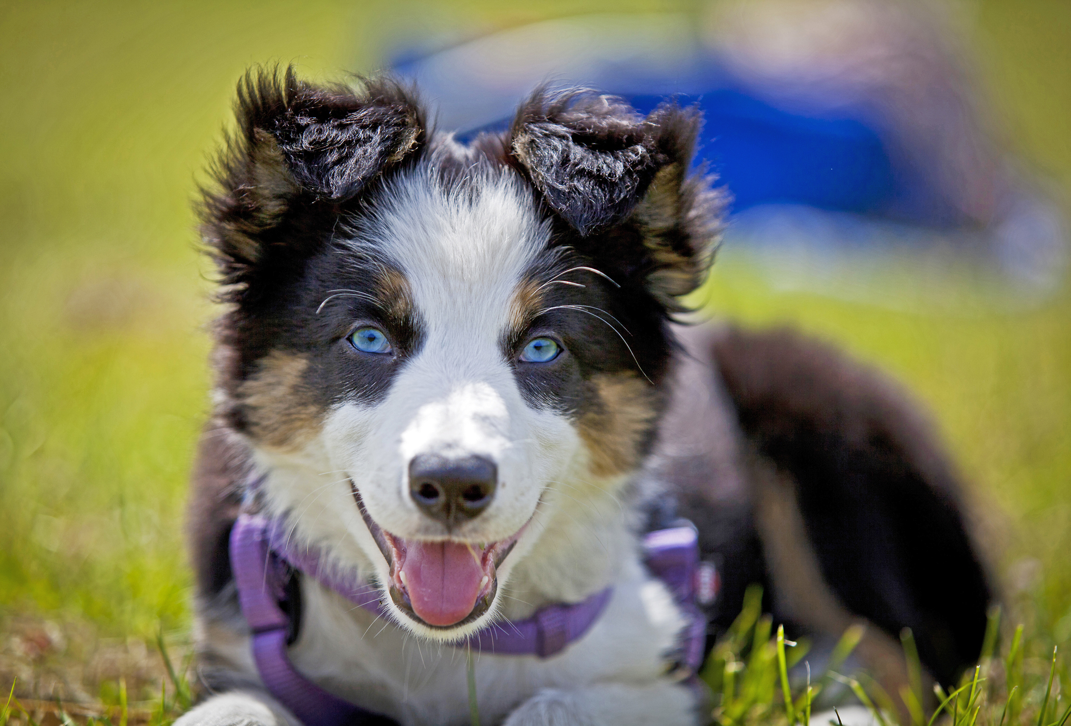 Australian Shepherd Dog Breed Information & Characteristics