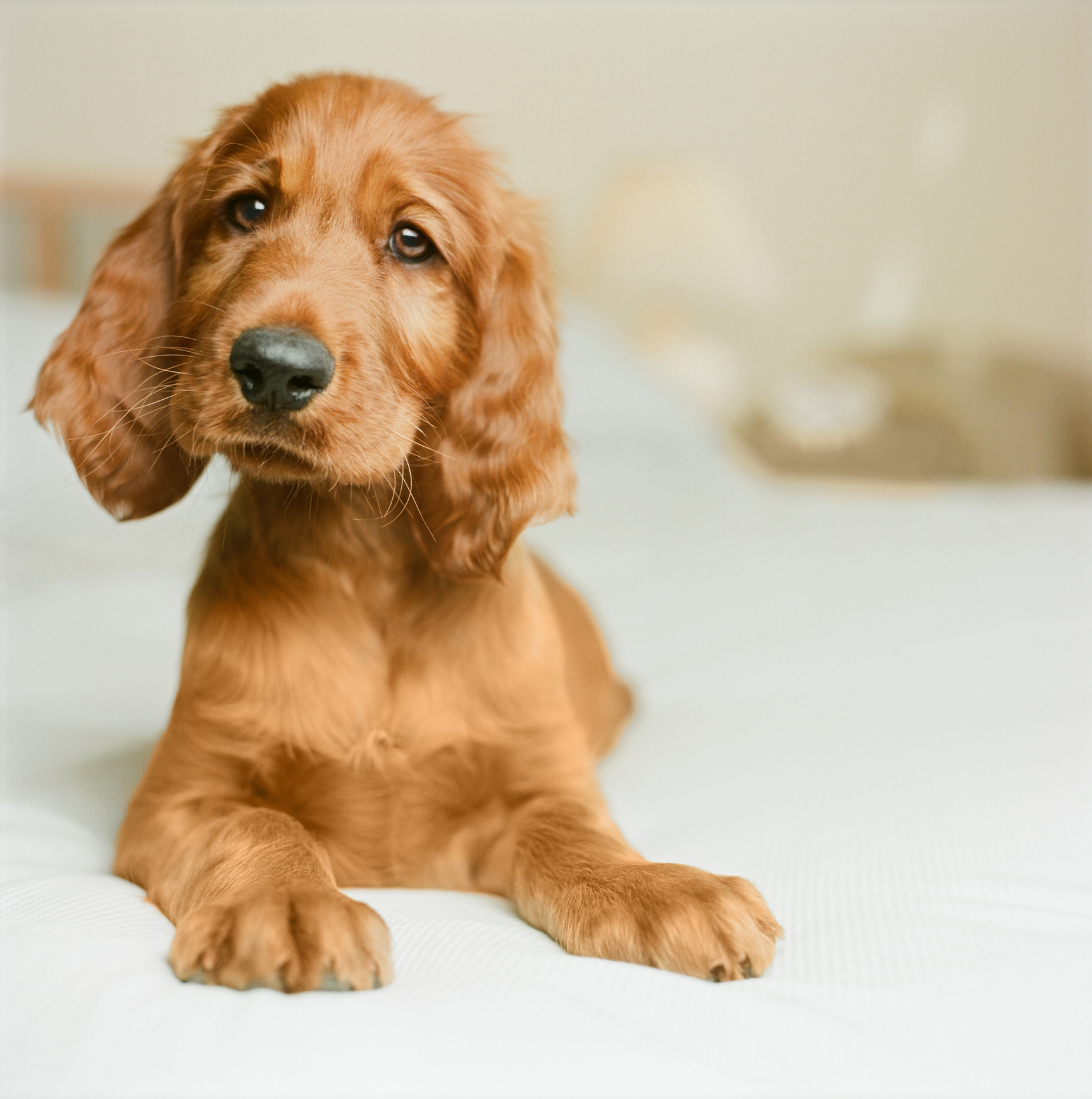 Irish Setter Dog Breed Information & Characteristics