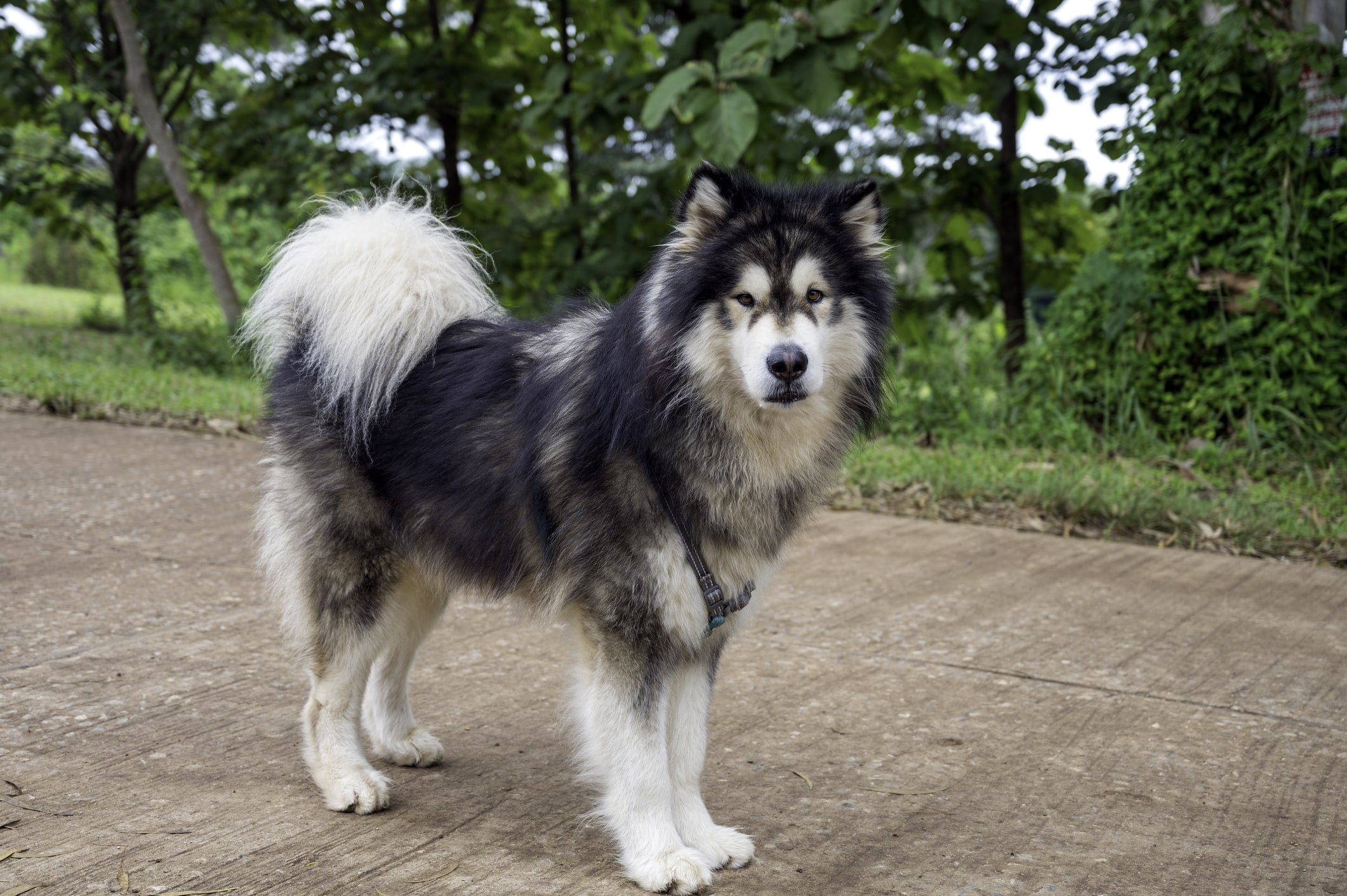 Wolf Dog Breeds: Hybrid, Wolf-Like Dogs for Lovers of Wolves