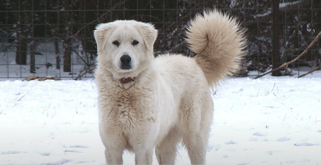 Akbash Dog Breed Information & Characteristics