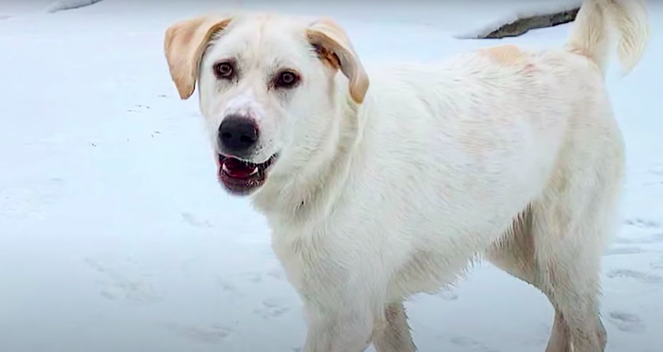 Akbash Dog Breed Information & Characteristics