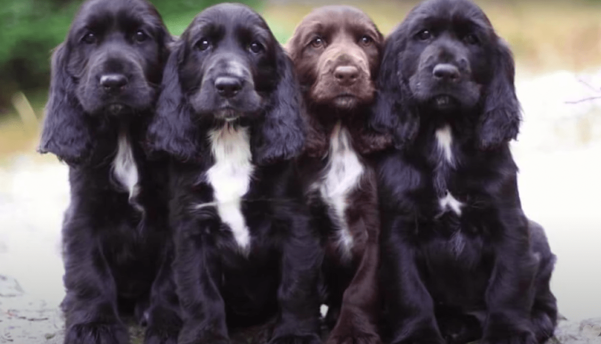 Field Spaniel Dog Breed Information & Characteristics