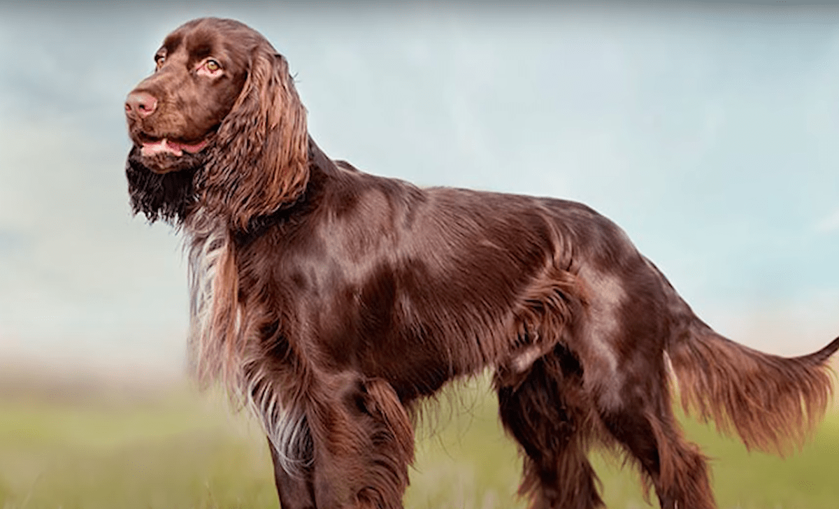 Field Spaniel Dog Breed Information & Characteristics