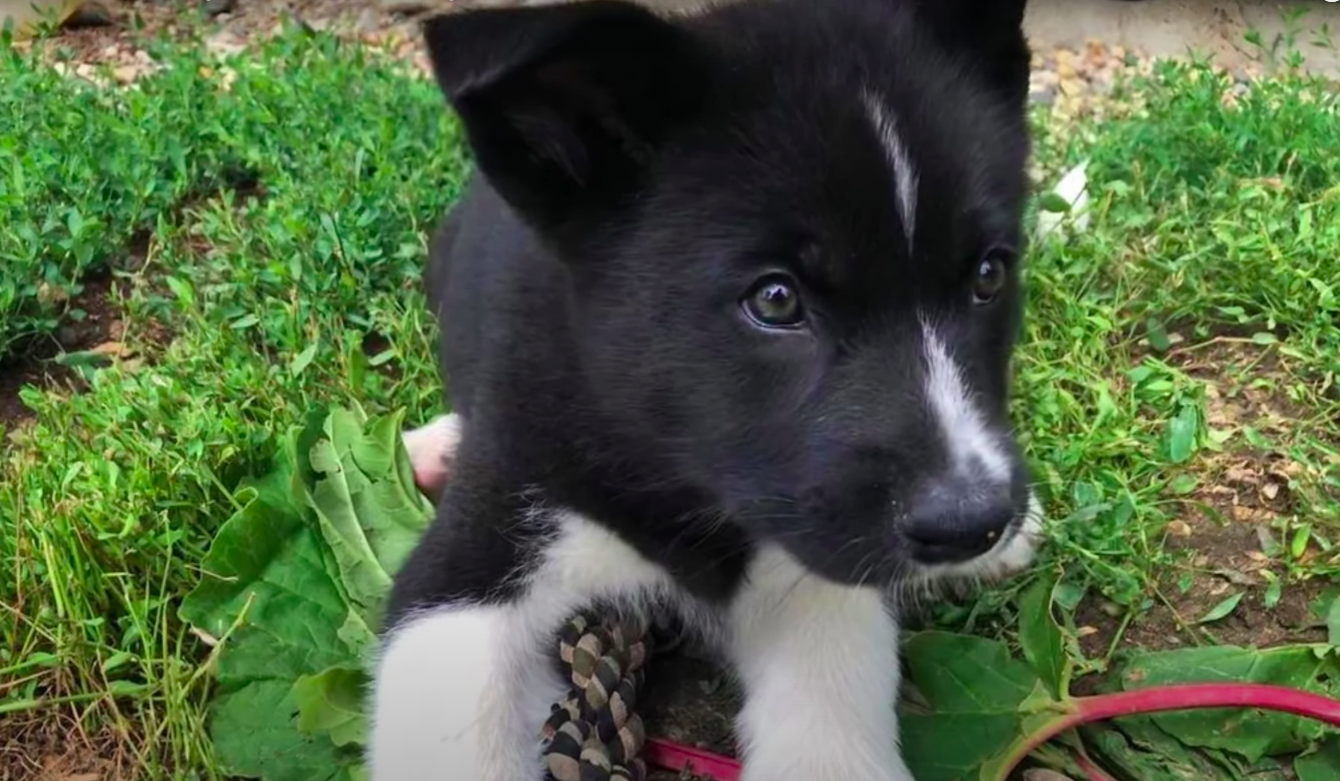 Karelian Bear Dog Breed Information & Characteristics