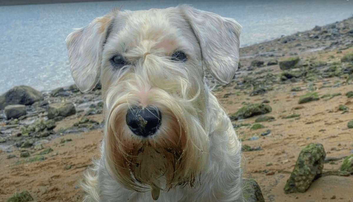 Sealyham Terrier Dog Breed Information & Characteristics