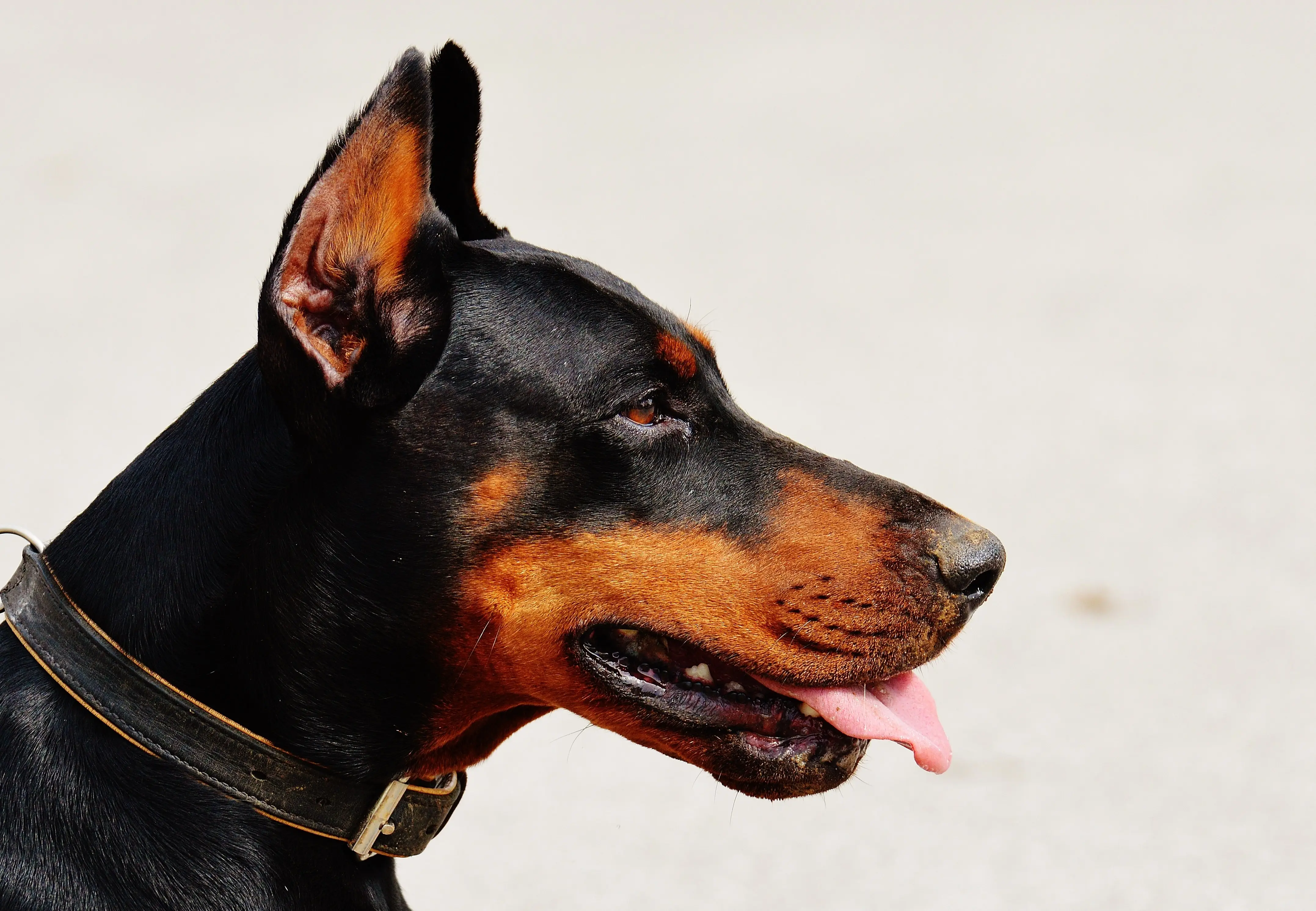 German Pinscher Dog Breed Information & Characteristics