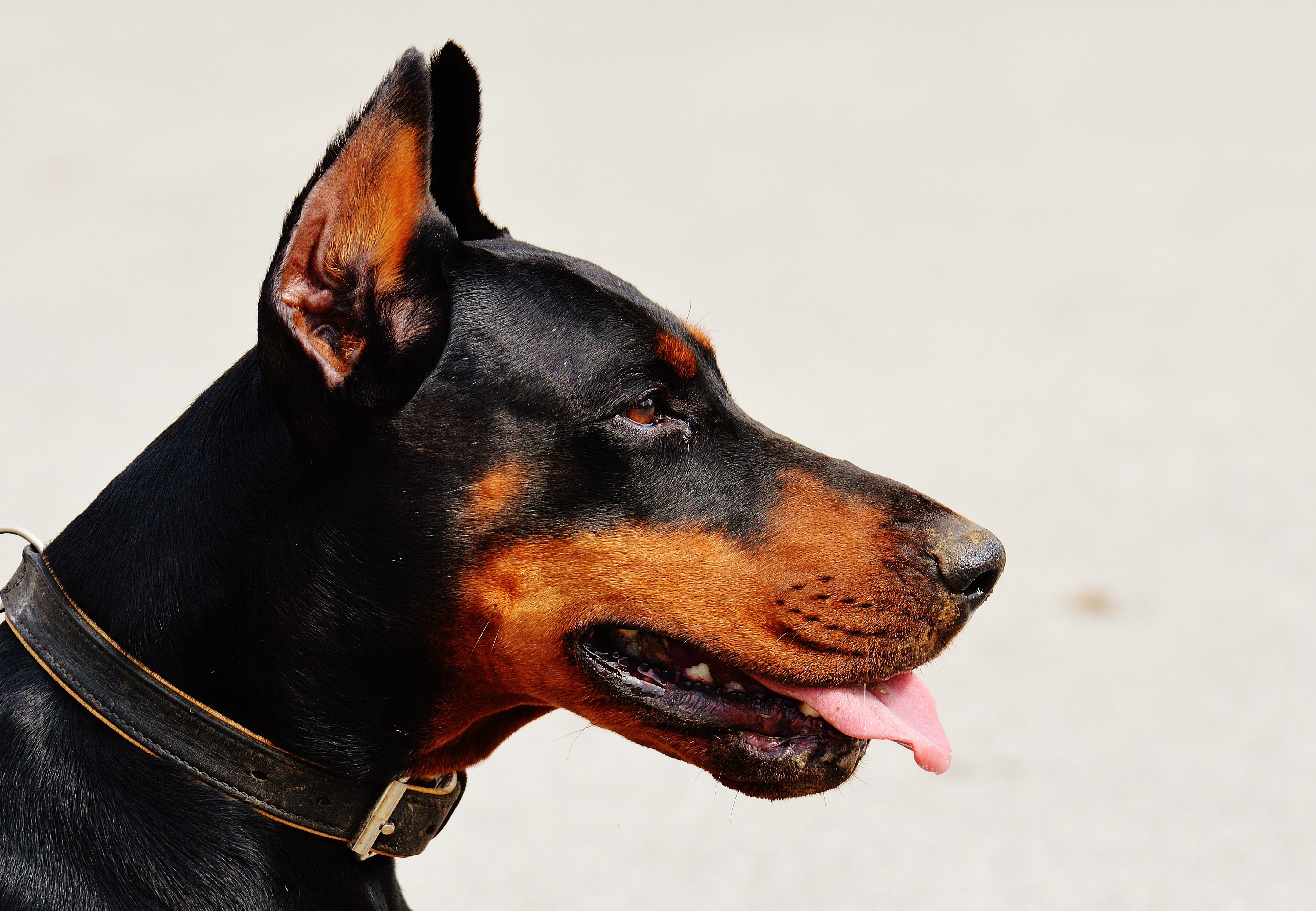 German Pinscher Dog Breed Information & Characteristics