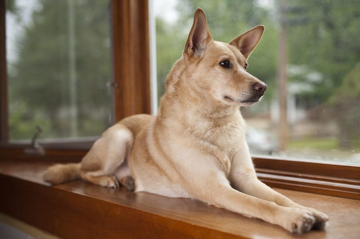 Carolina Dog Breed Information & Characteristics