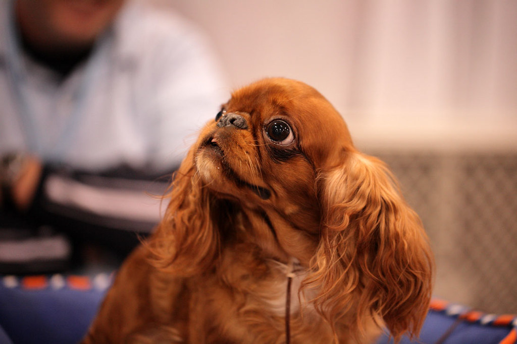 English Toy Spaniel Dog Breed Information & Characteristics