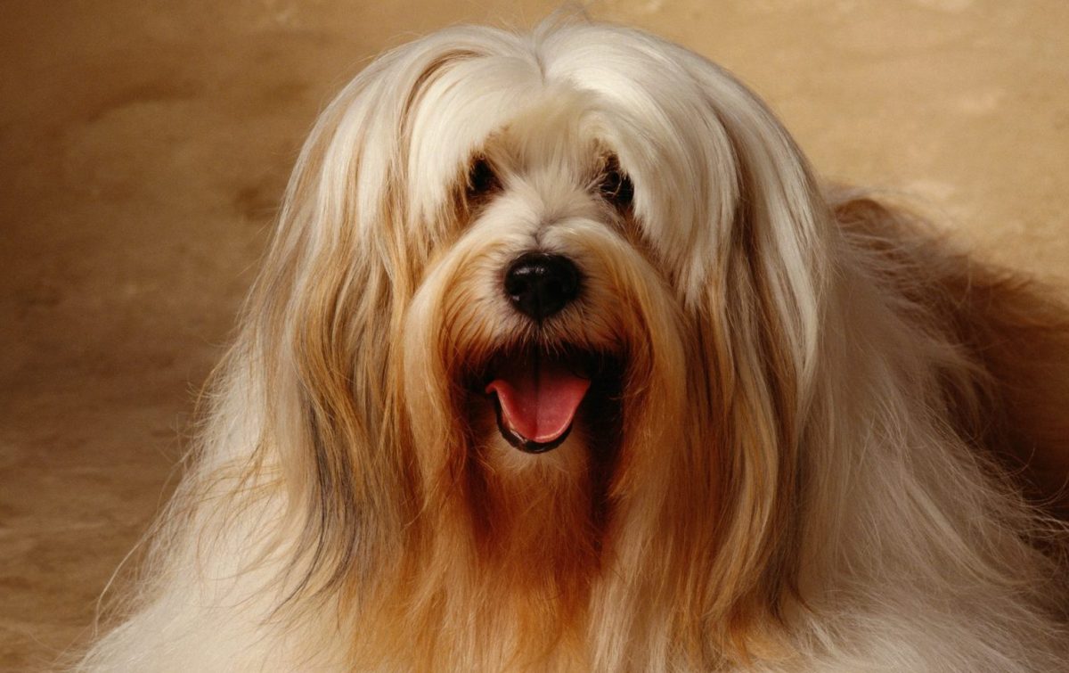 Tibetan Terrier Dog Breed Information & Characteristics