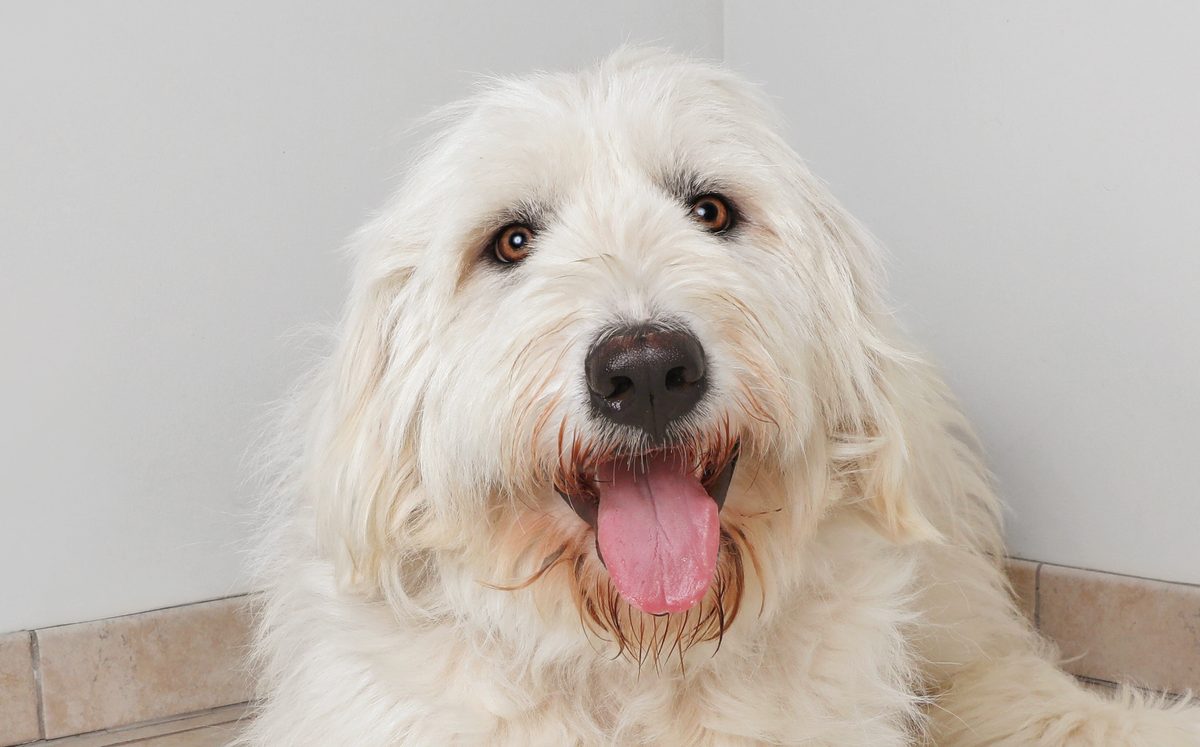 Pyredoodle Dog Breed Information & Characteristics