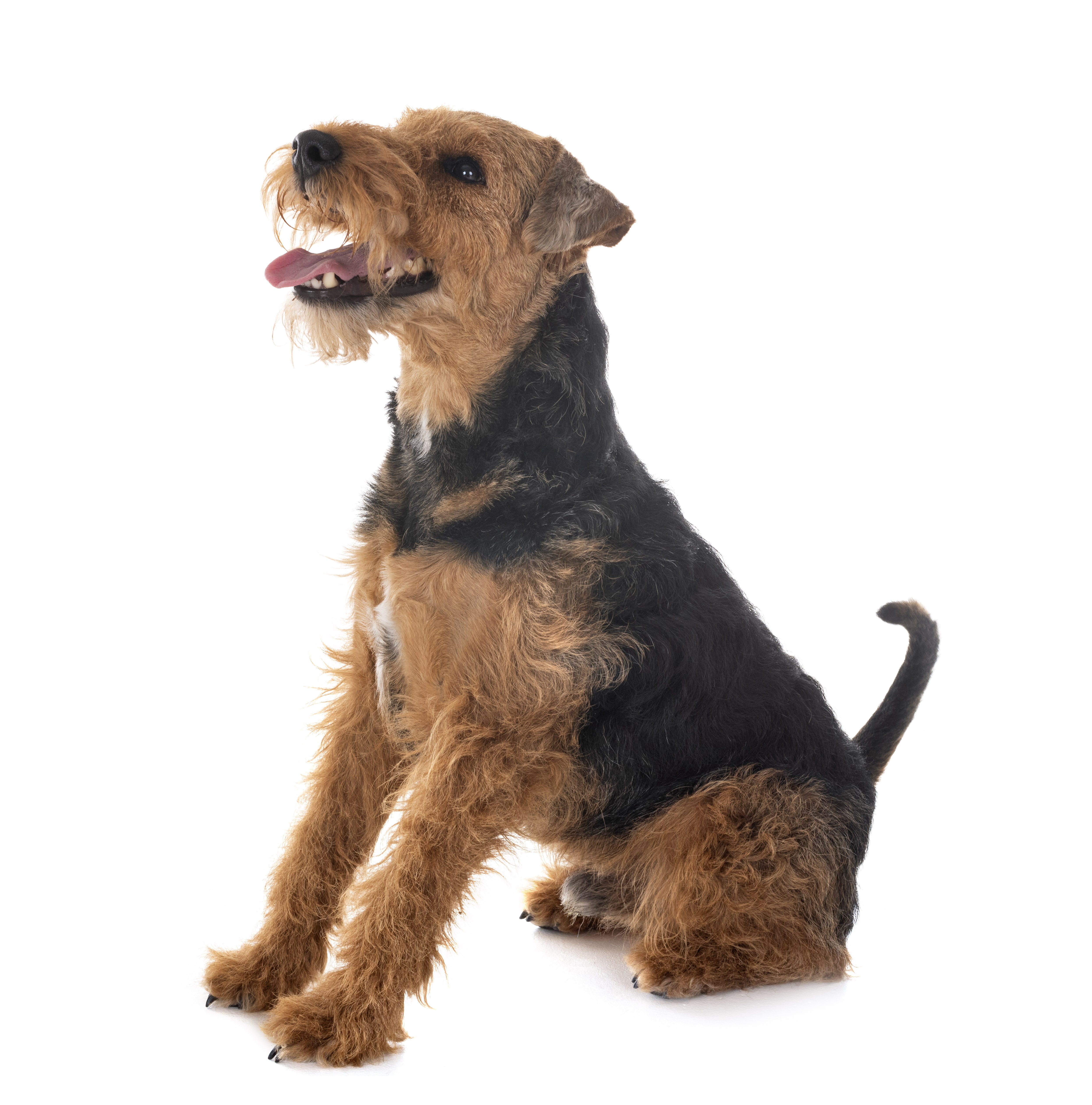 Welsh Terrier Dog Breed Information & Characteristics