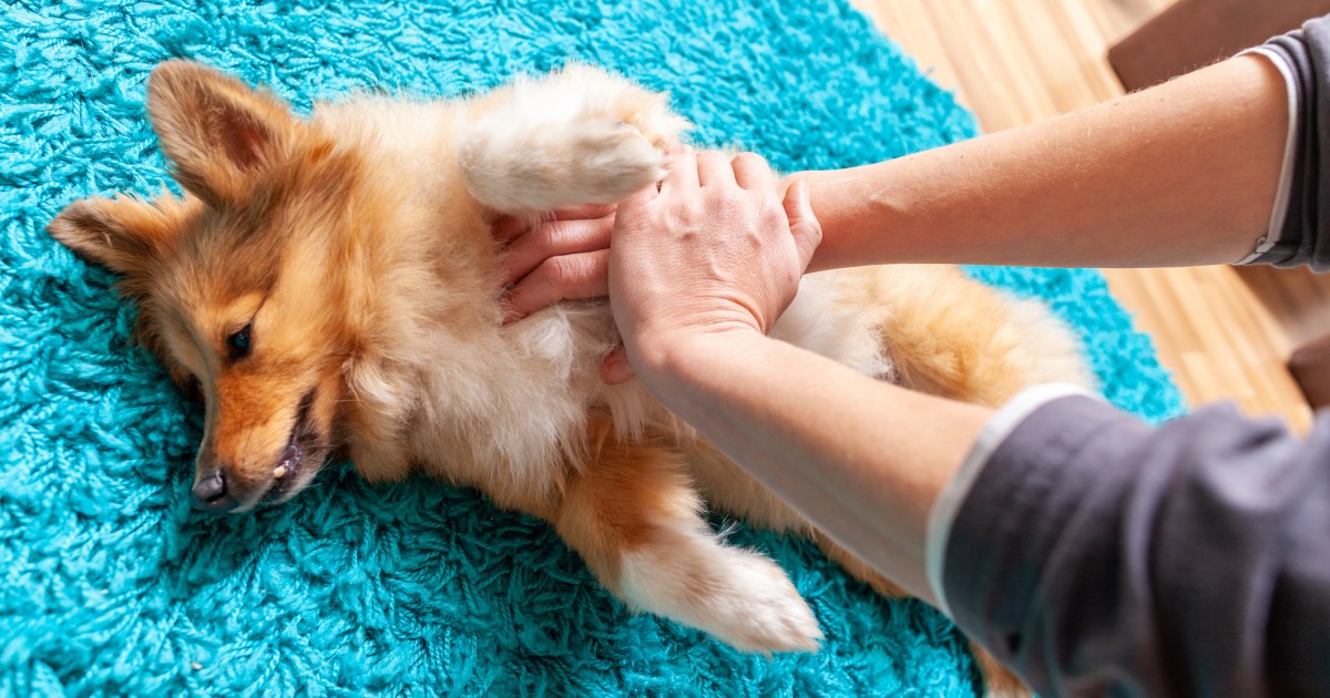 Sacramento Firefighter Performs CPR to Save Drowning Dog