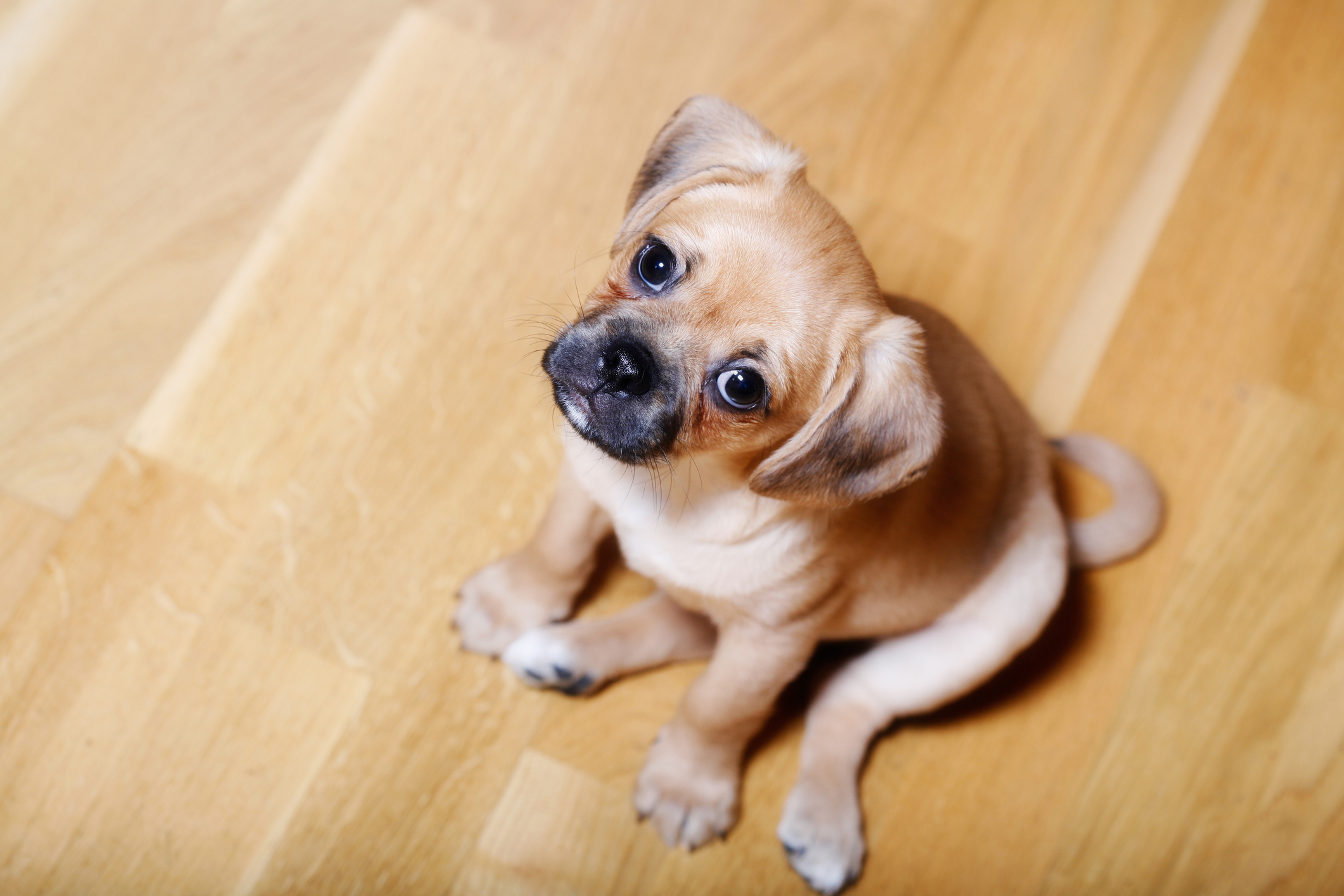 Pugalier Dog Breed Information & Characterisitics