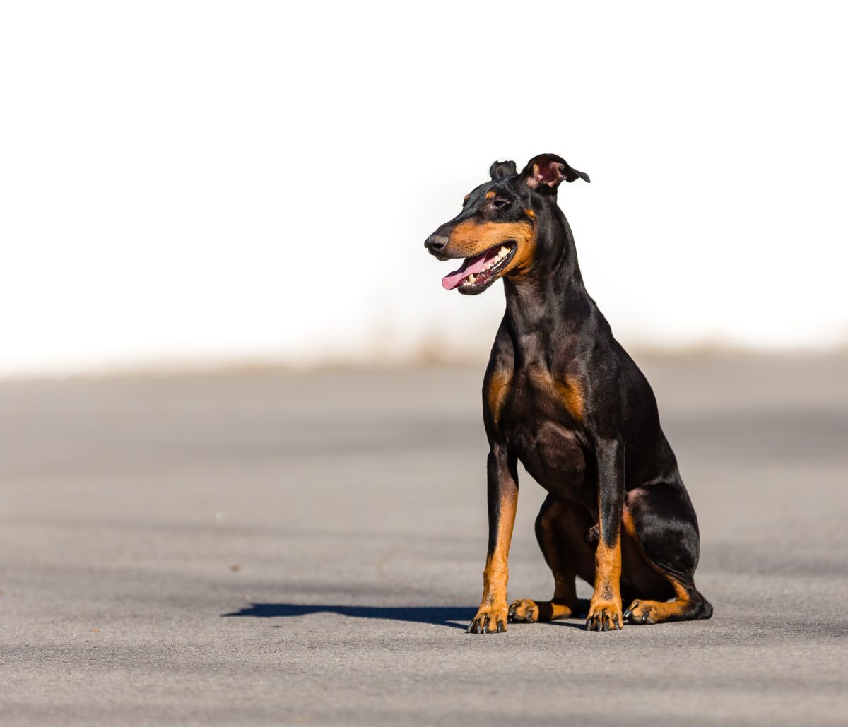 Manchester Terrier Dog Breed Information & Characteristics