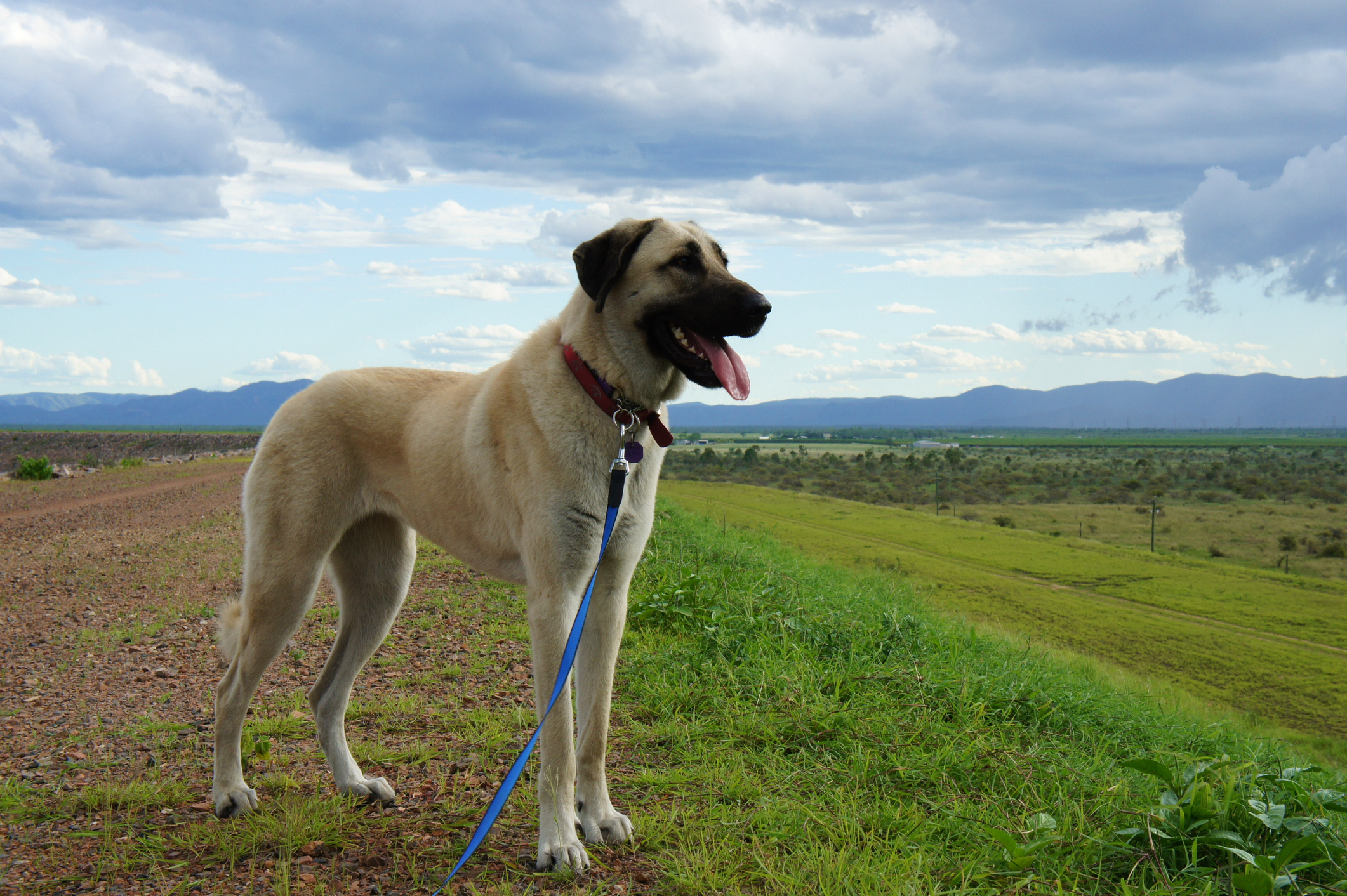 Anatolian Shepherd Dog Breed Information & Characteristics