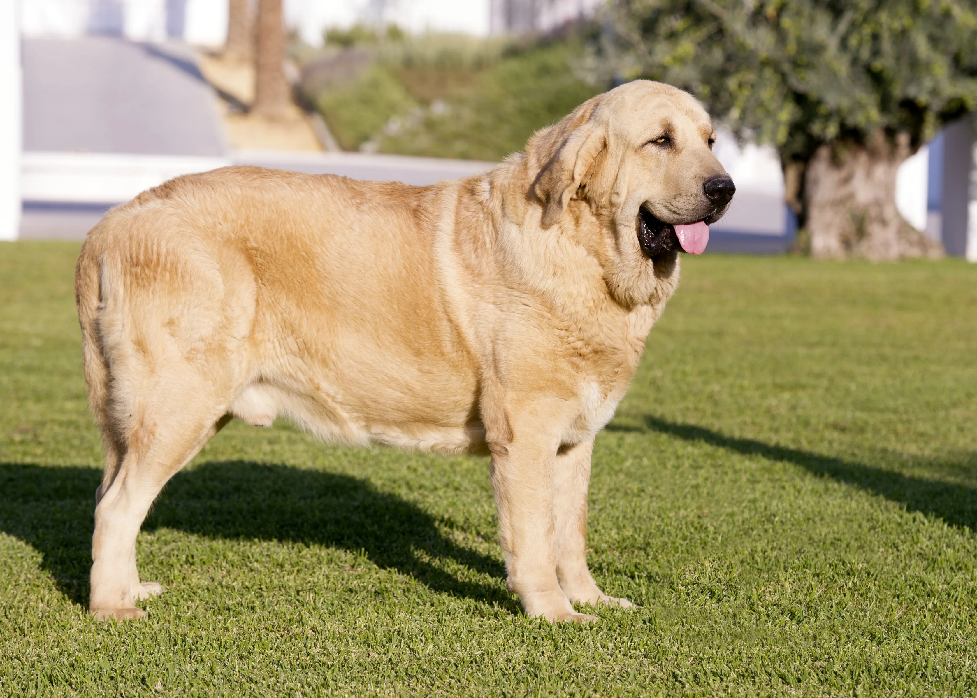 Spanish Mastiff Dog Breed Information & Characteristics