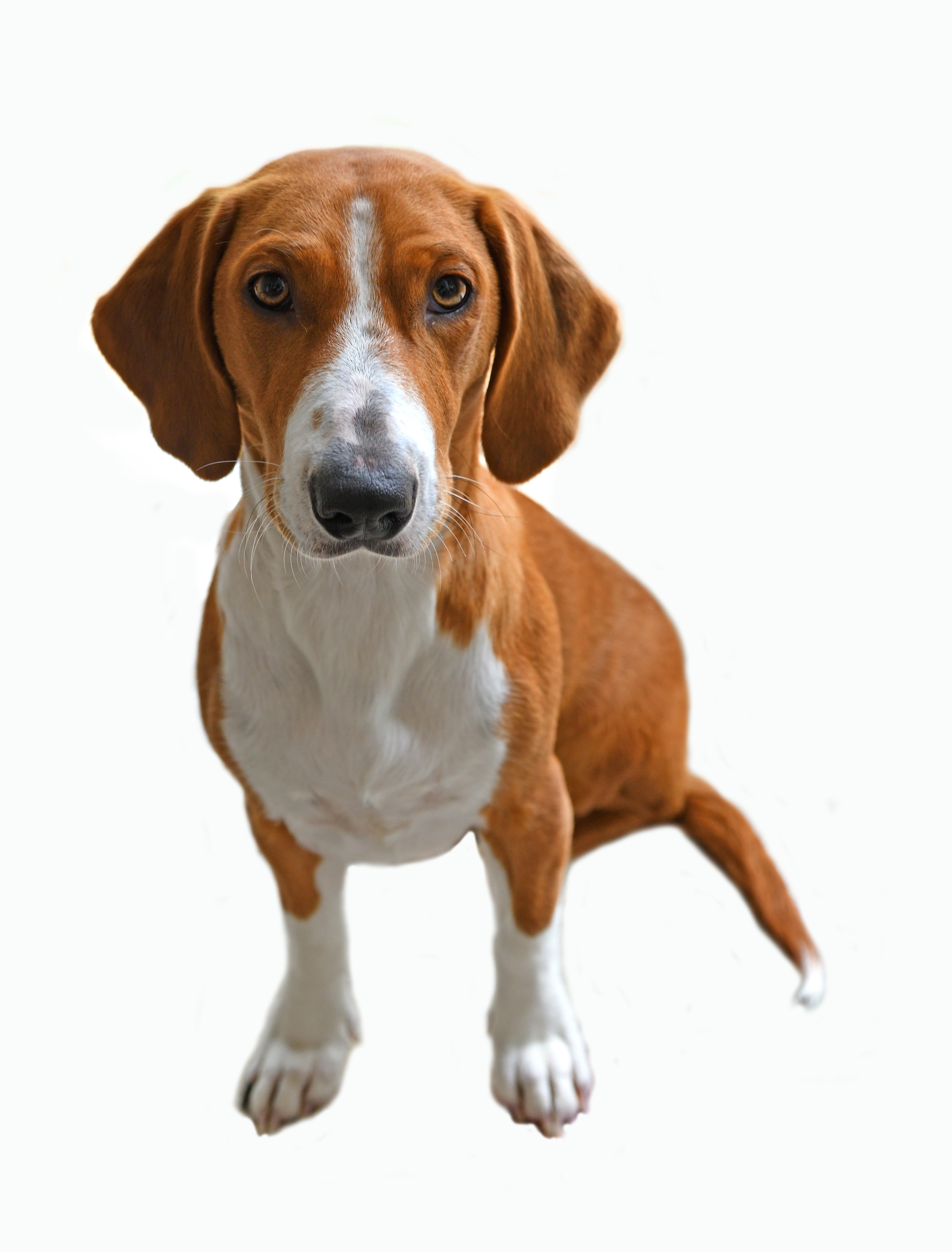 Drever Dog Breed Information & Characteristics