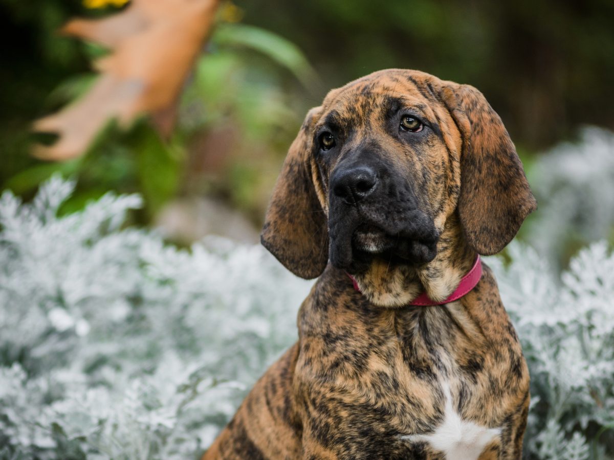 Fila Brasileiro Dog Breed Information & Characteristics