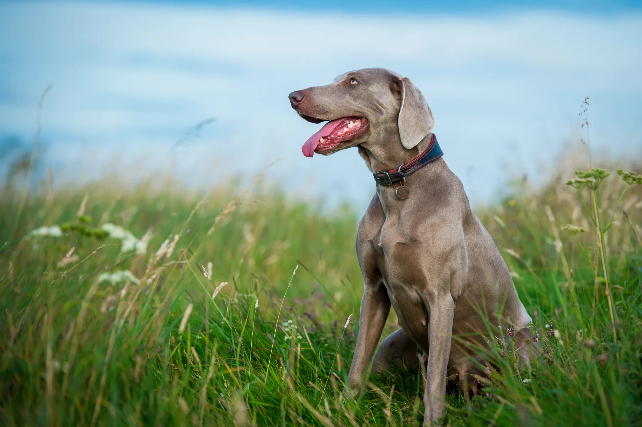 Weimaraner Dog Breed Information & Characteristics
