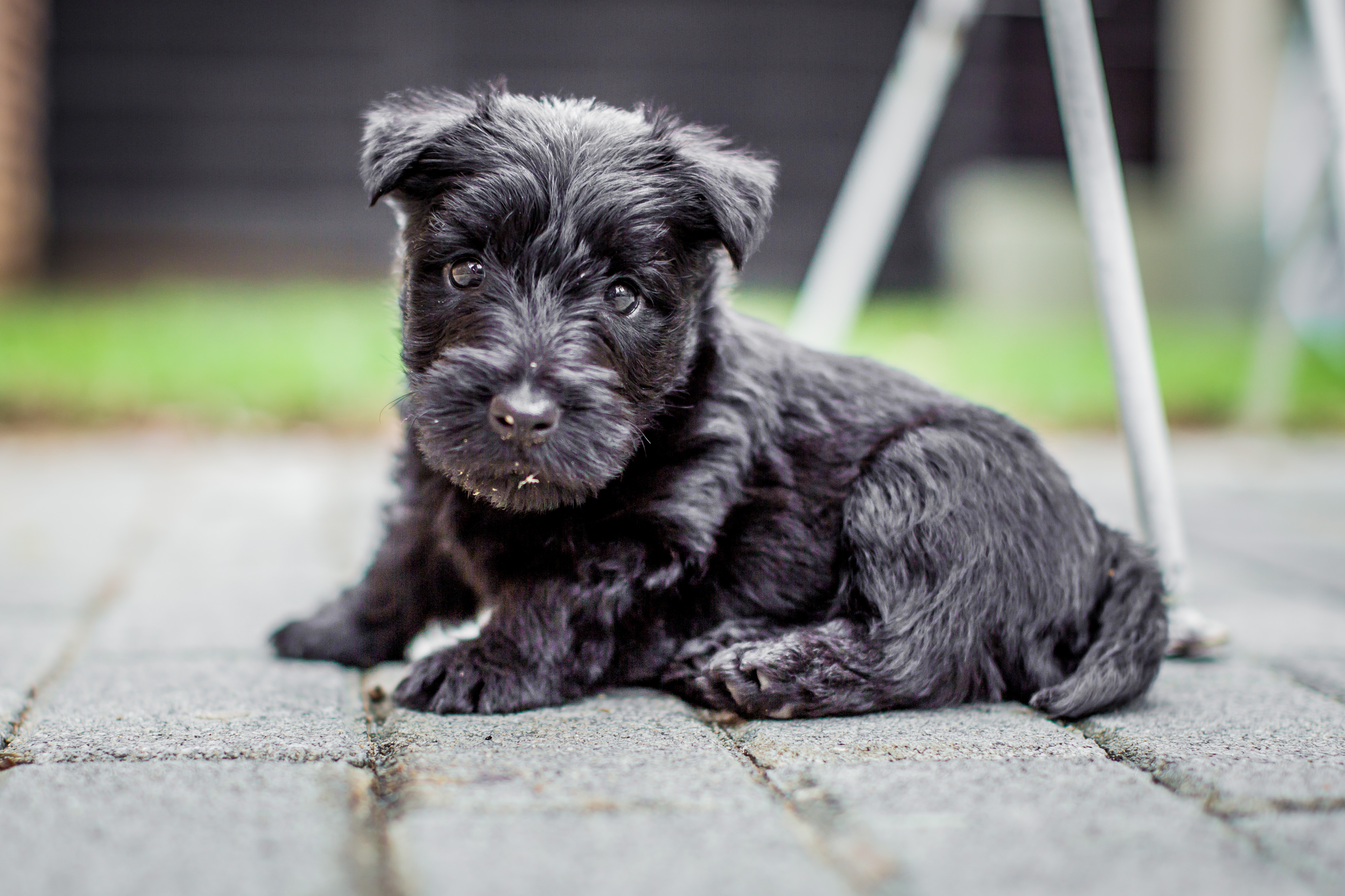 Scottish Terrier Dog Breed Information & Characteristics
