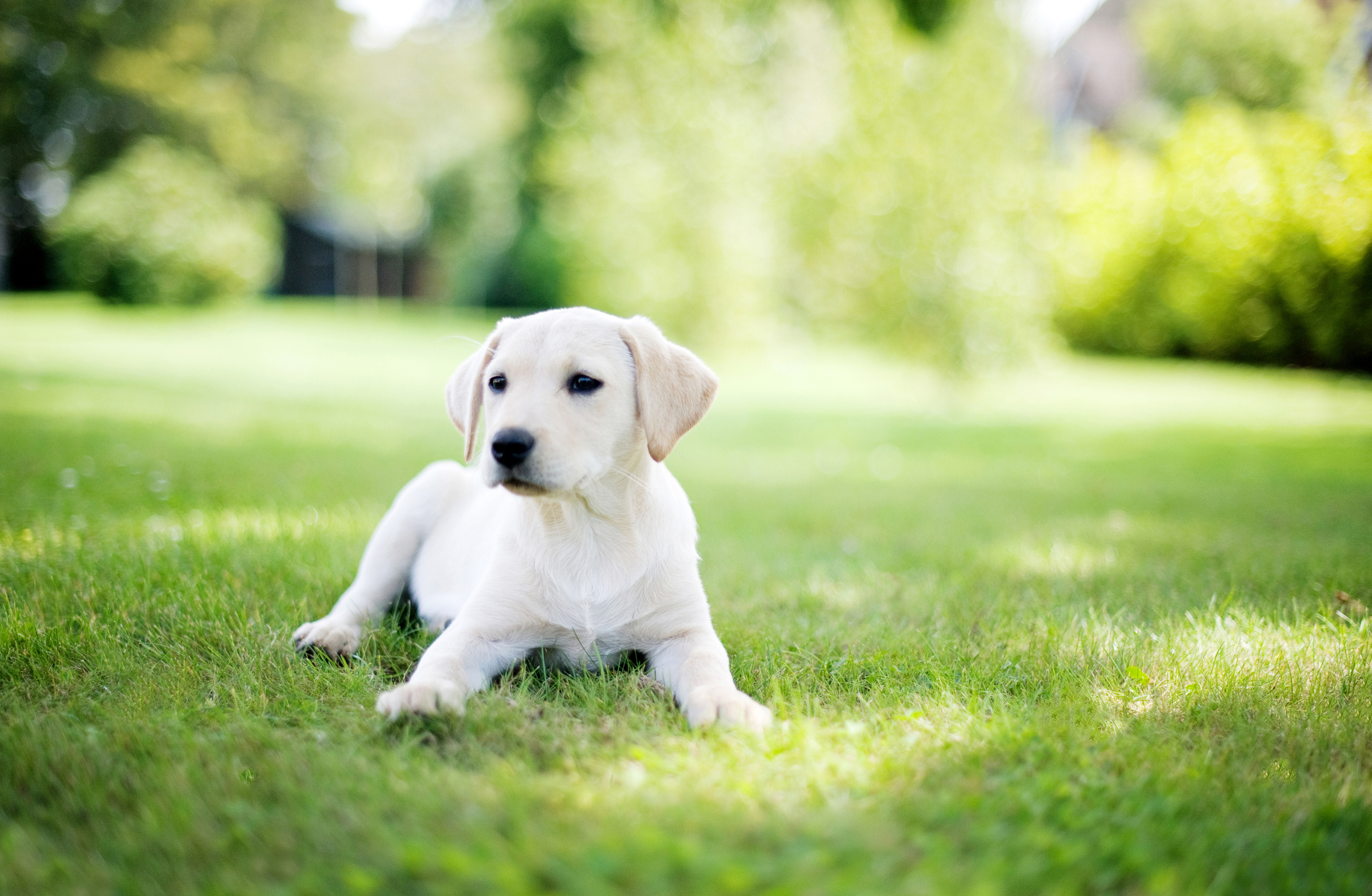 Labrador Retriever Dog Breed Information & Characteristics