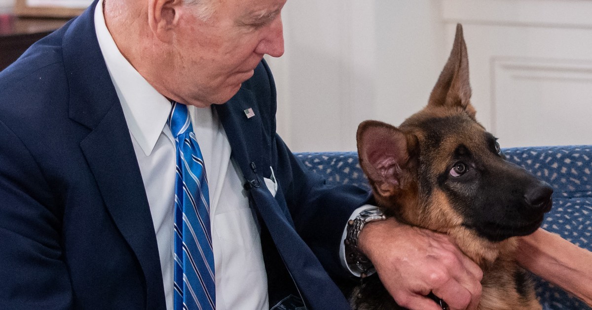 President Biden's Dog Commander Bites Secret Service Agent