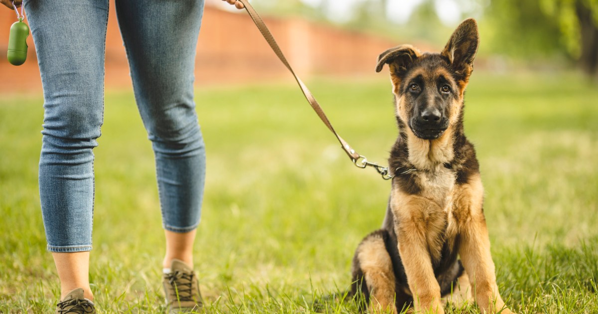 Human Cheek Swab Tests Accuracy of Dog DNA Tests